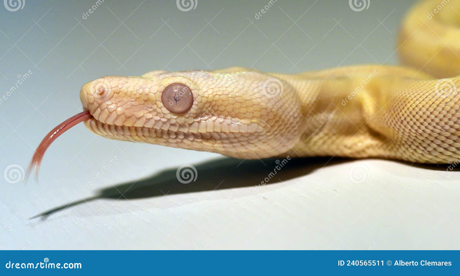 A Beautiful Boa Constrictor Snake Stock Image - Image of exotic ...