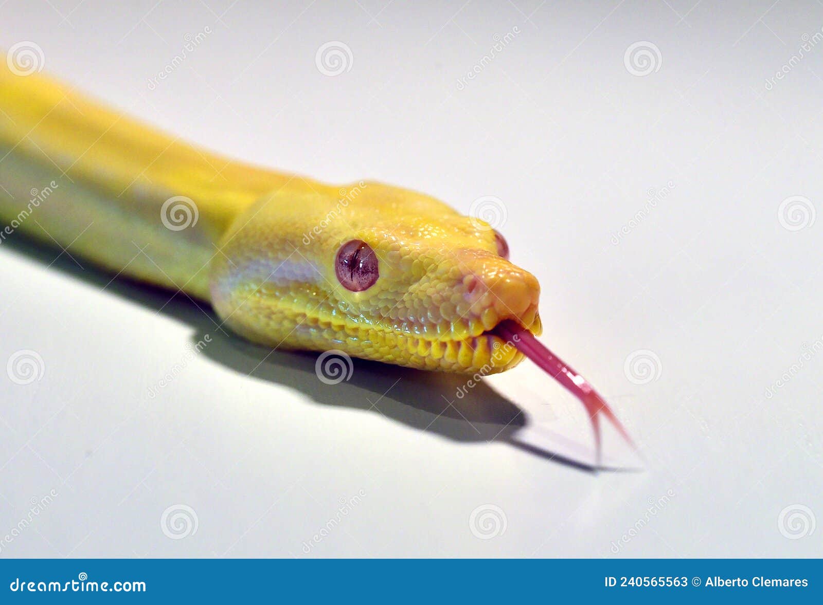 A Beautiful Boa Constrictor Snake Stock Image - Image of pythonl, snake ...