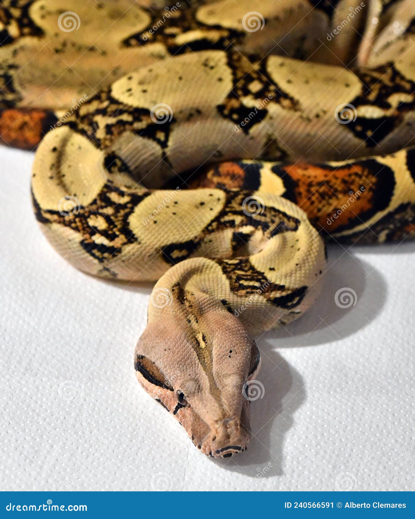 A Beautiful Boa Constrictor Snake Stock Image - Image of danger, exotic ...