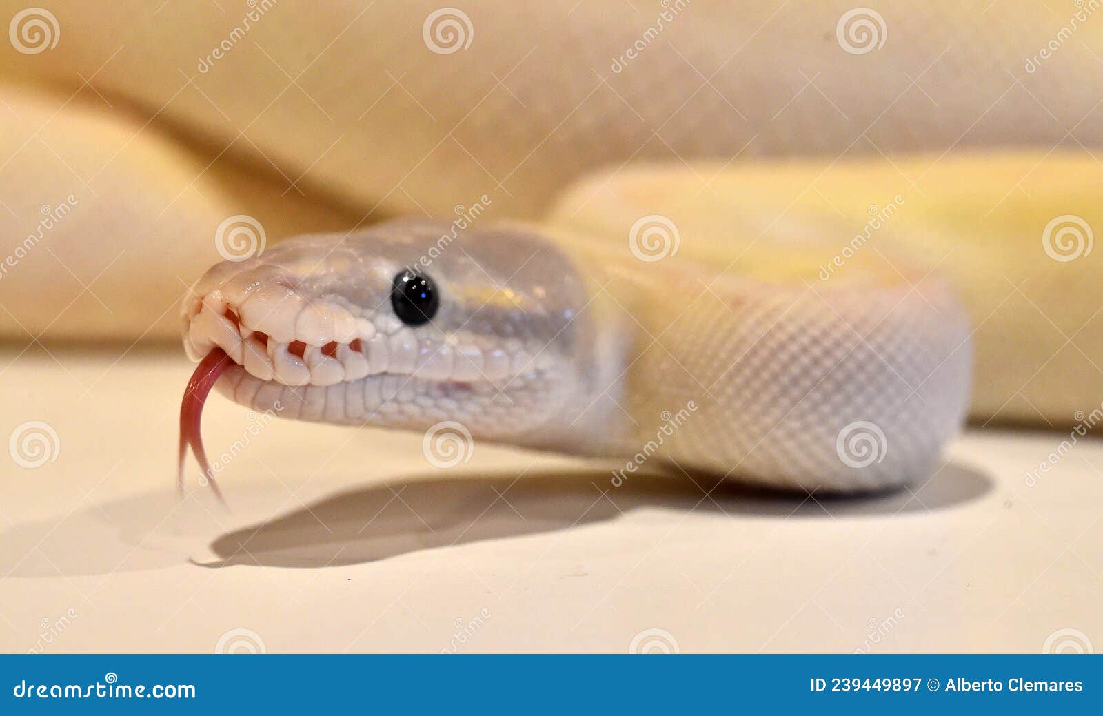 A Beautiful Python Regius Snake Stock Image - Image of danger, skin ...