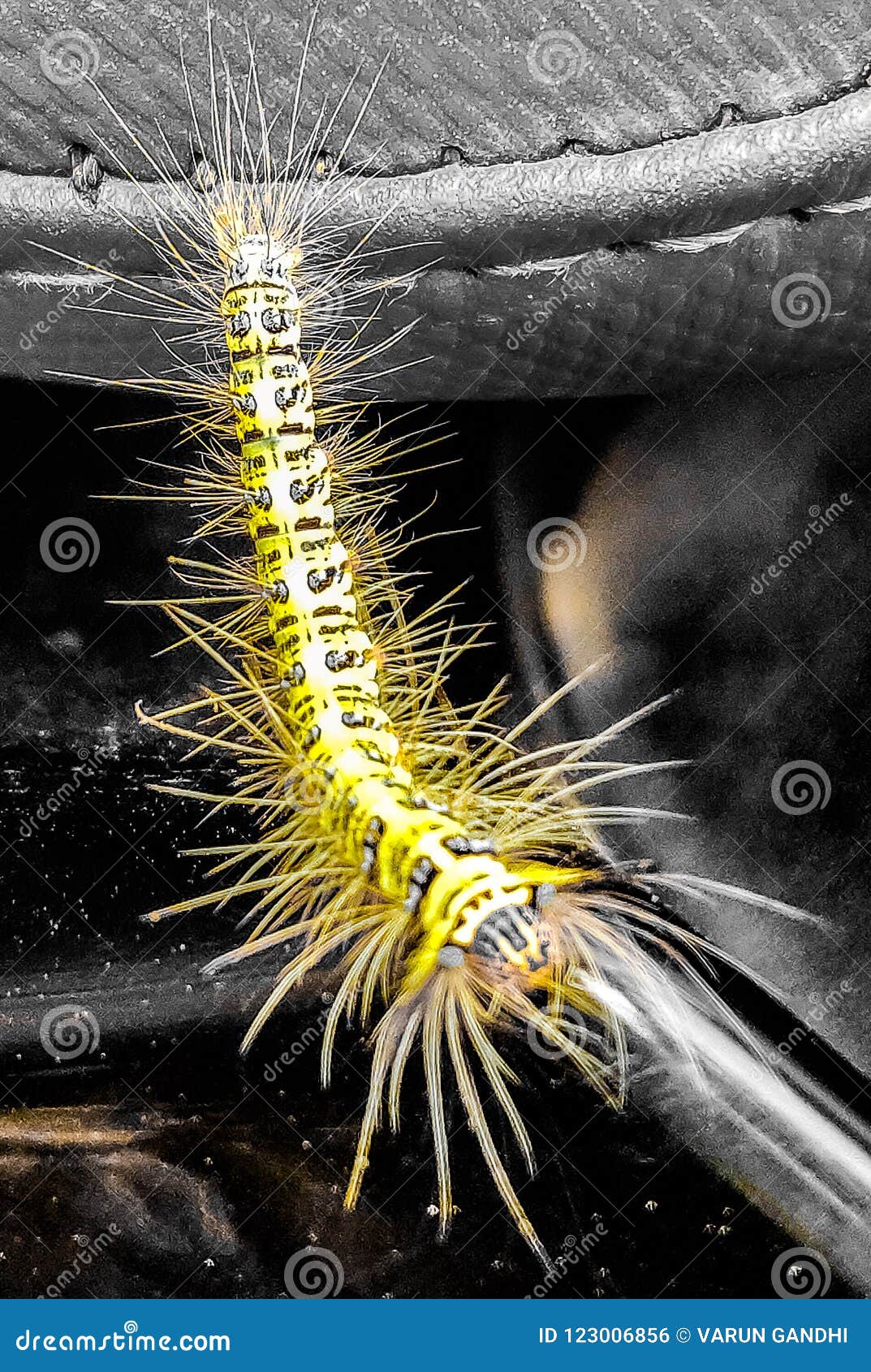 Beautiful but dangerous stock photo. Image of spiked - 123006856