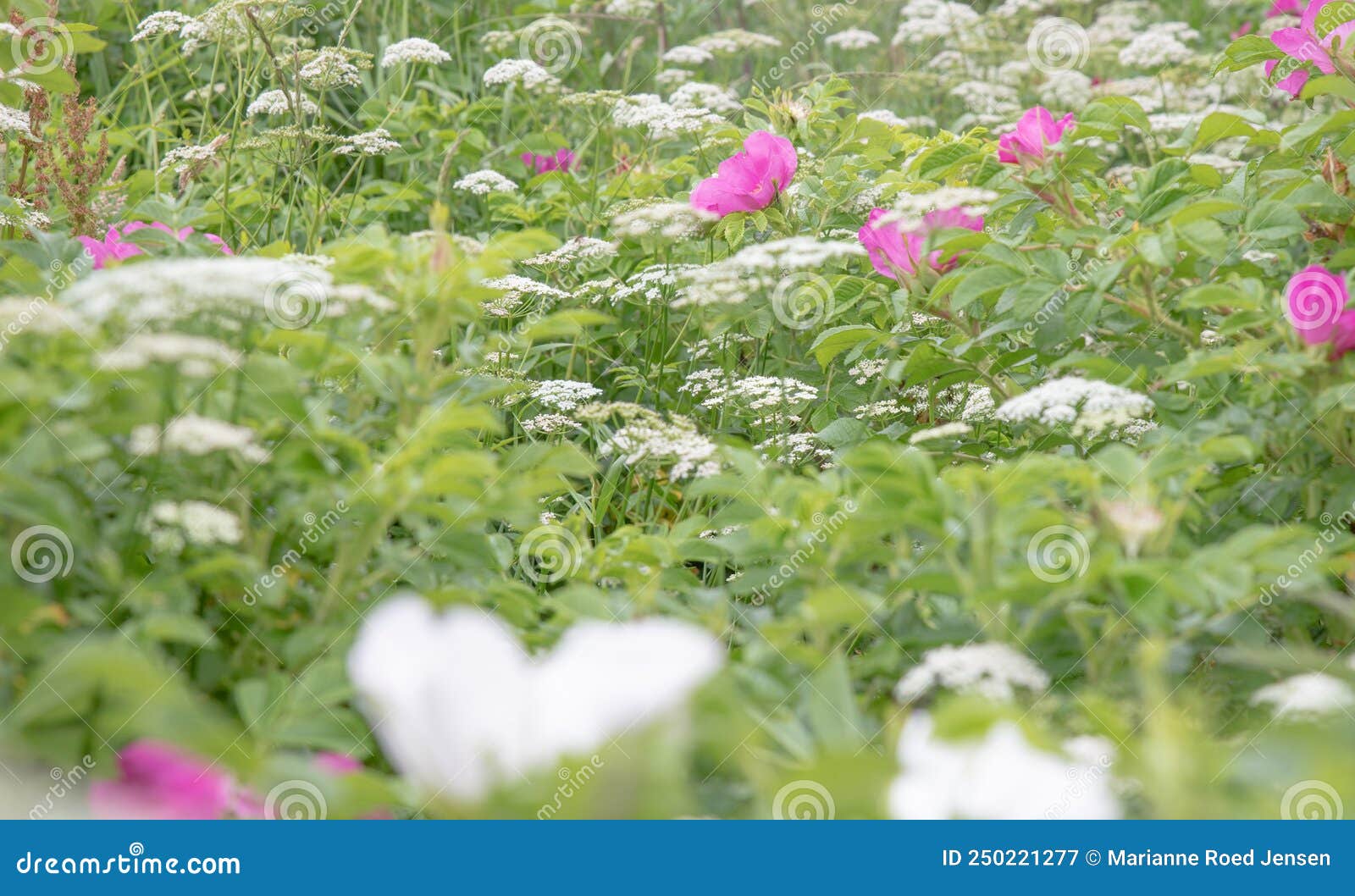 The Beautiful Danish Summer Flowers Stock Image - Image of beautiful ...