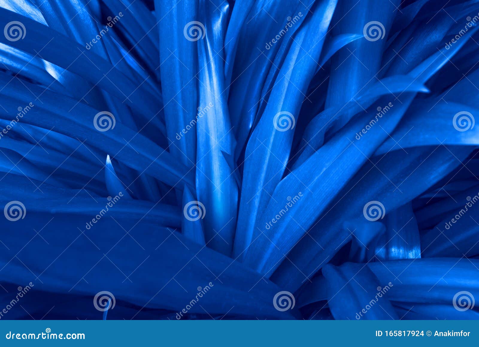 Beautiful Dark Background of Blue Grass. Stock Photo - Image of classic ...