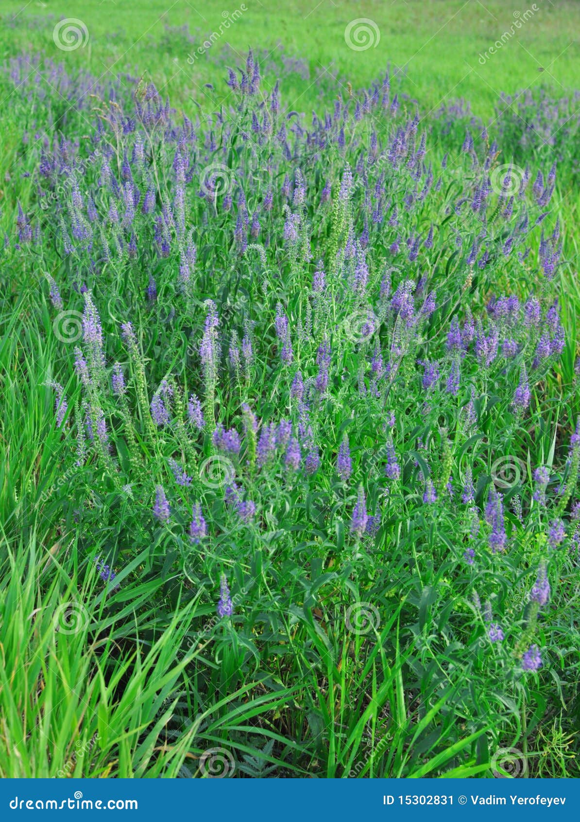Beautiful Dark Blue Flowers Stock Image - Image of biology, flower ...