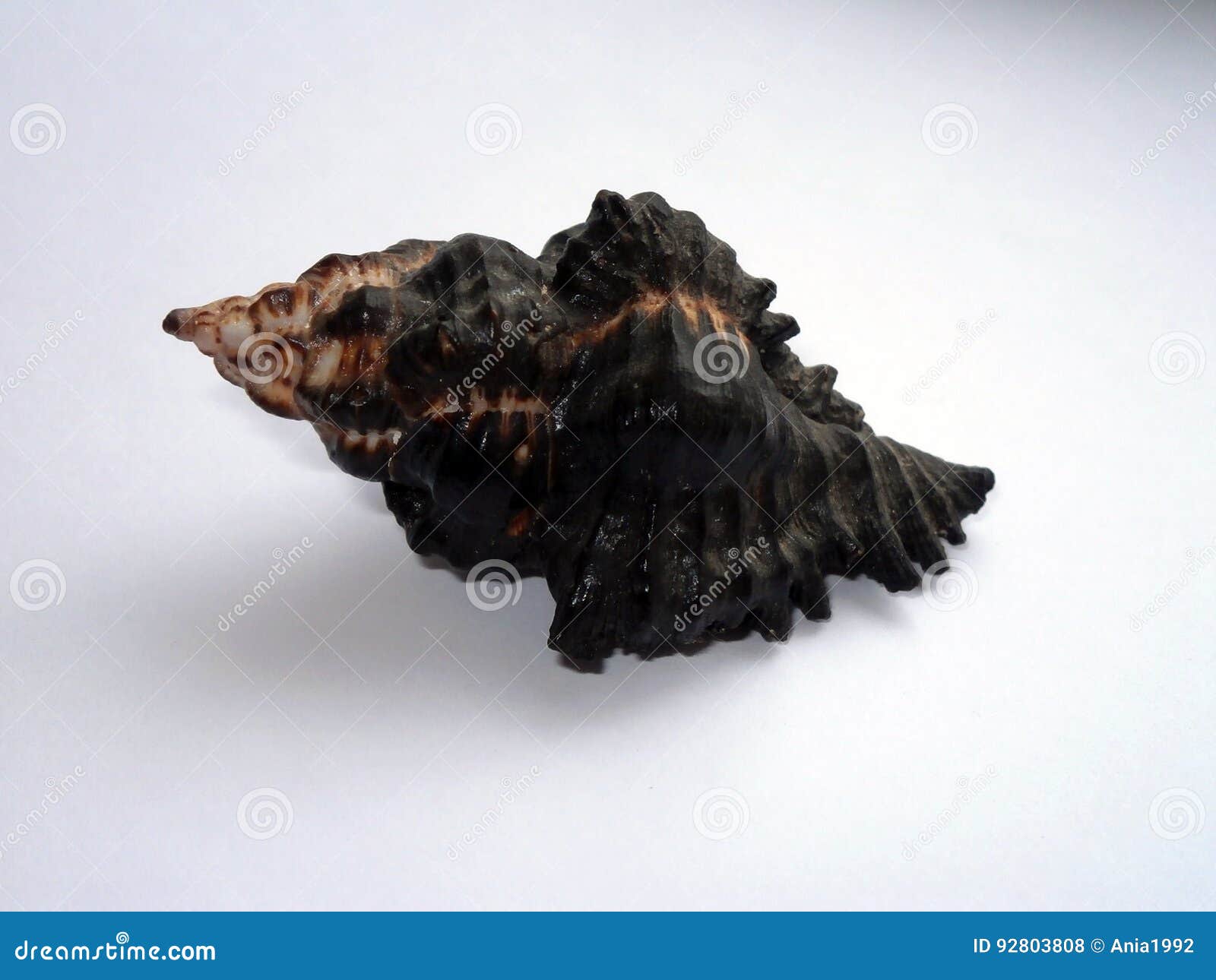 Beautiful Dark Brown Seashell Stock Photo - Image of nature, seashell ...