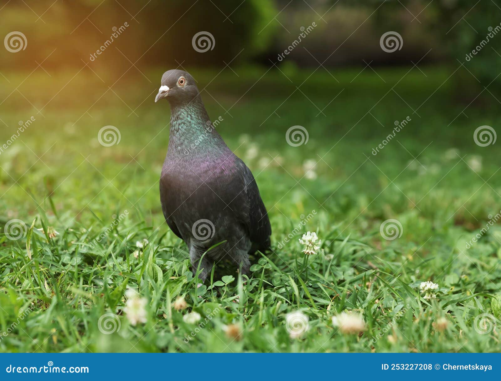 Beautiful Dark Dove on Green Grass Outdoors Stock Photo - Image of ...