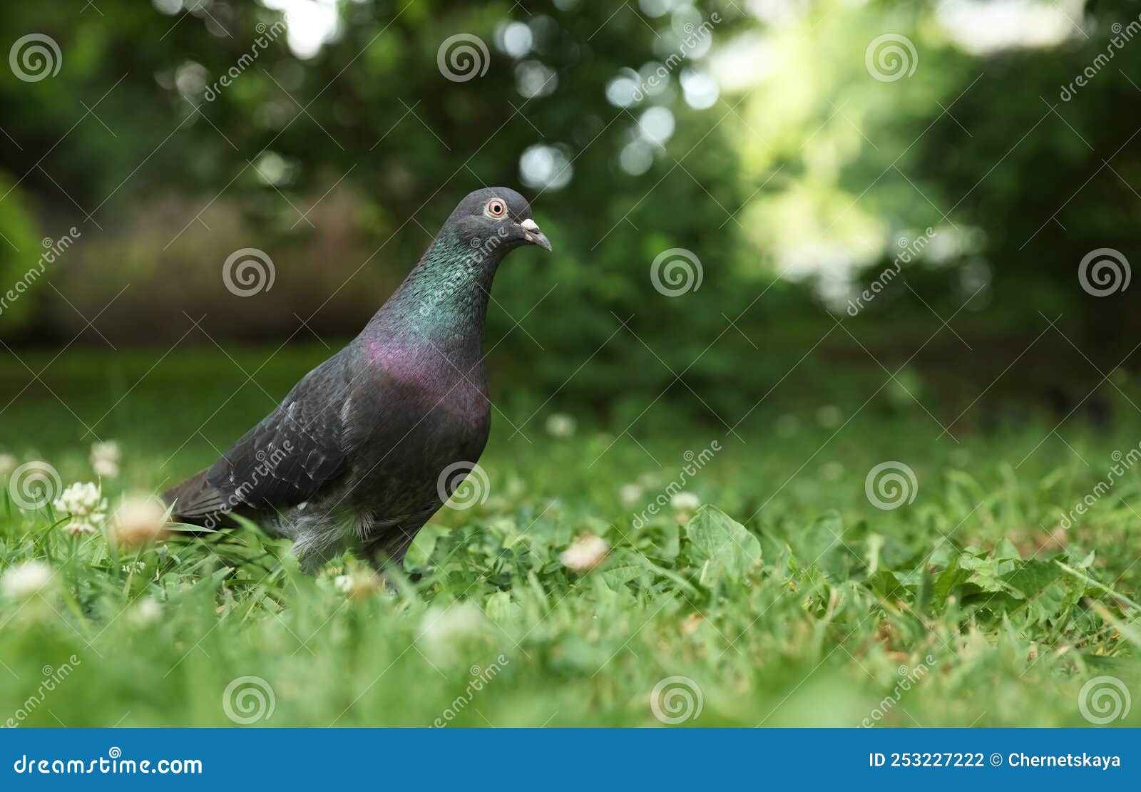 Beautiful Dark Dove on Green Grass Outdoors, Space for Text Stock Photo ...