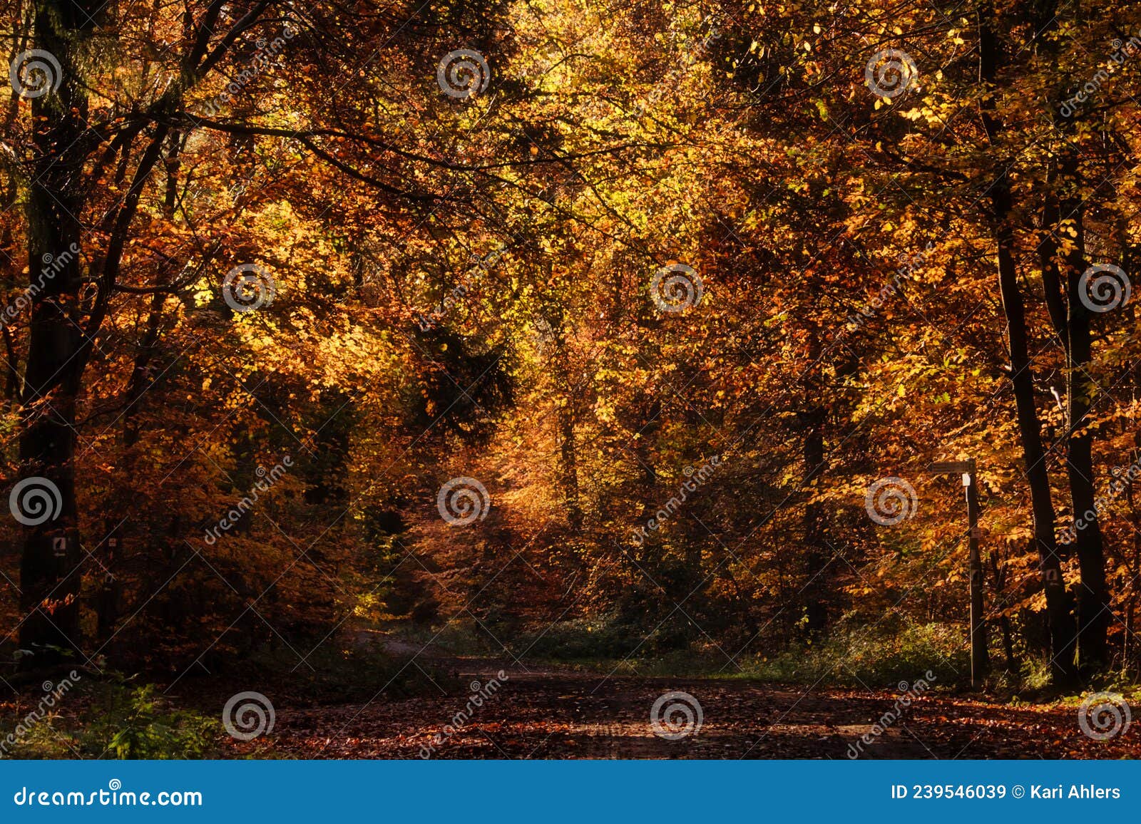 Beautiful Dark Fall Leaf Colors on a Walking Path Stock Image - Image ...