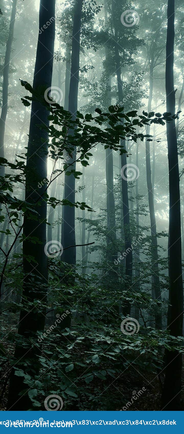 Beautiful dark forest stock photo. Image of nature, dark - 262295258