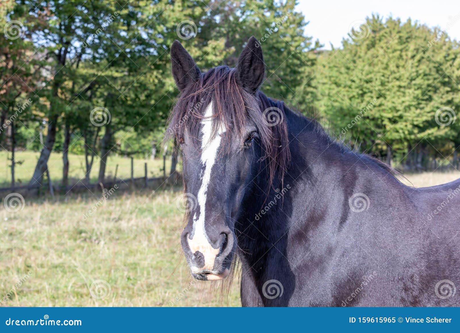 Beautiful Dark Horse Head Portrait on the Paddock Stock Image - Image ...