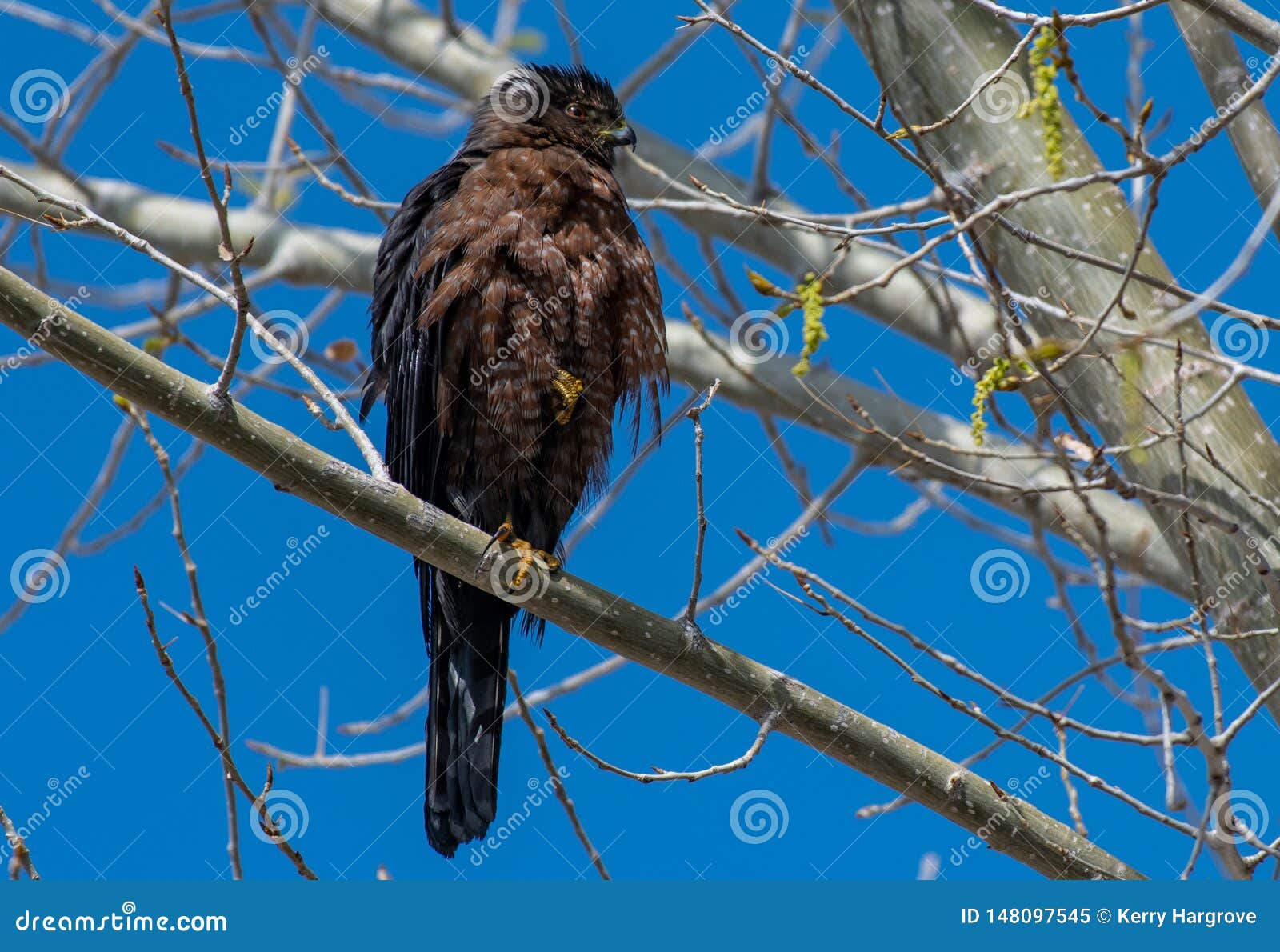 A Beautiful Dark-morph Cooper`s Hawk Stock Image - Image of birding ...