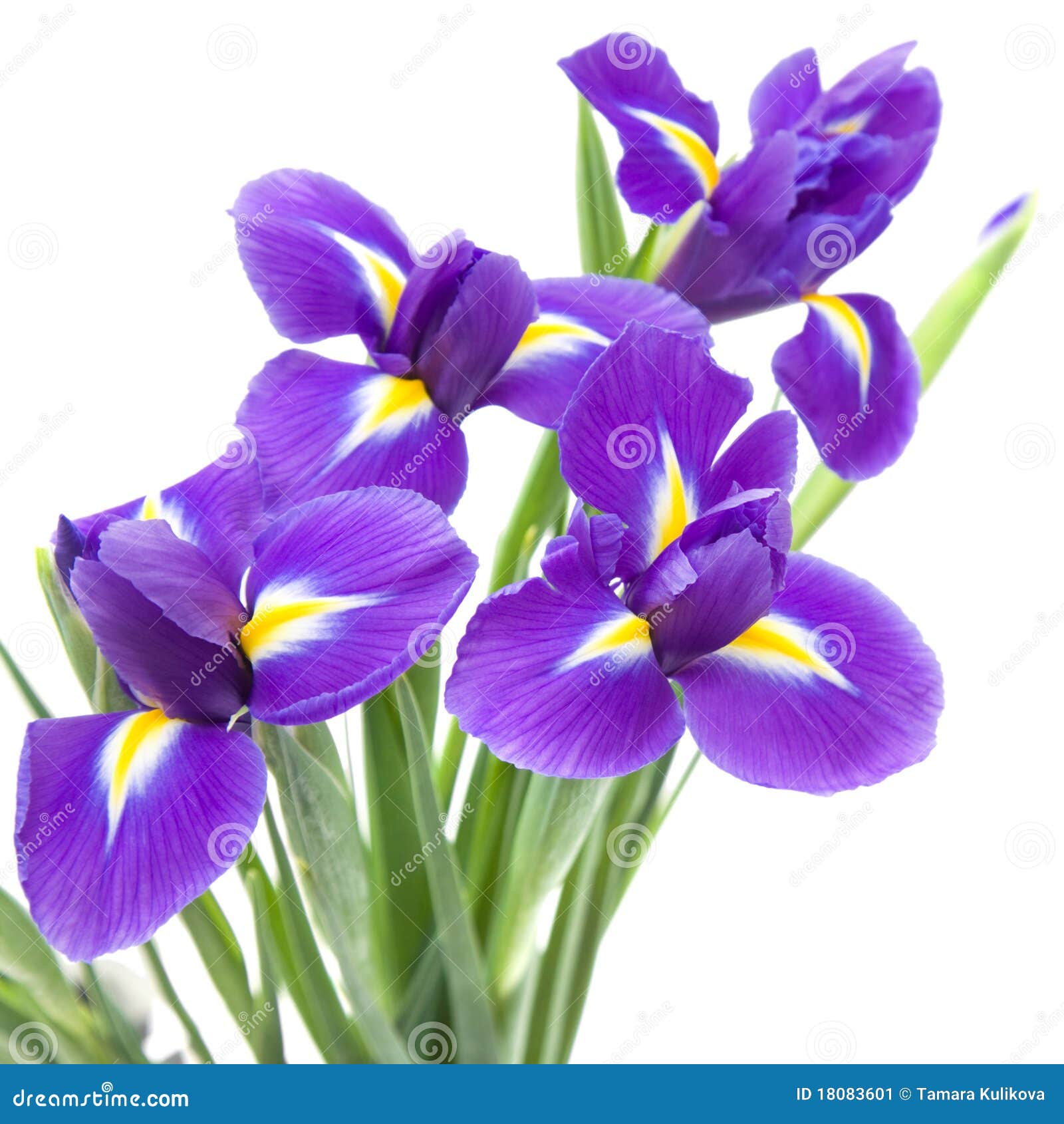 Beautiful Dark Purple Iris Flower Stock Image - Image of mauve, iris ...