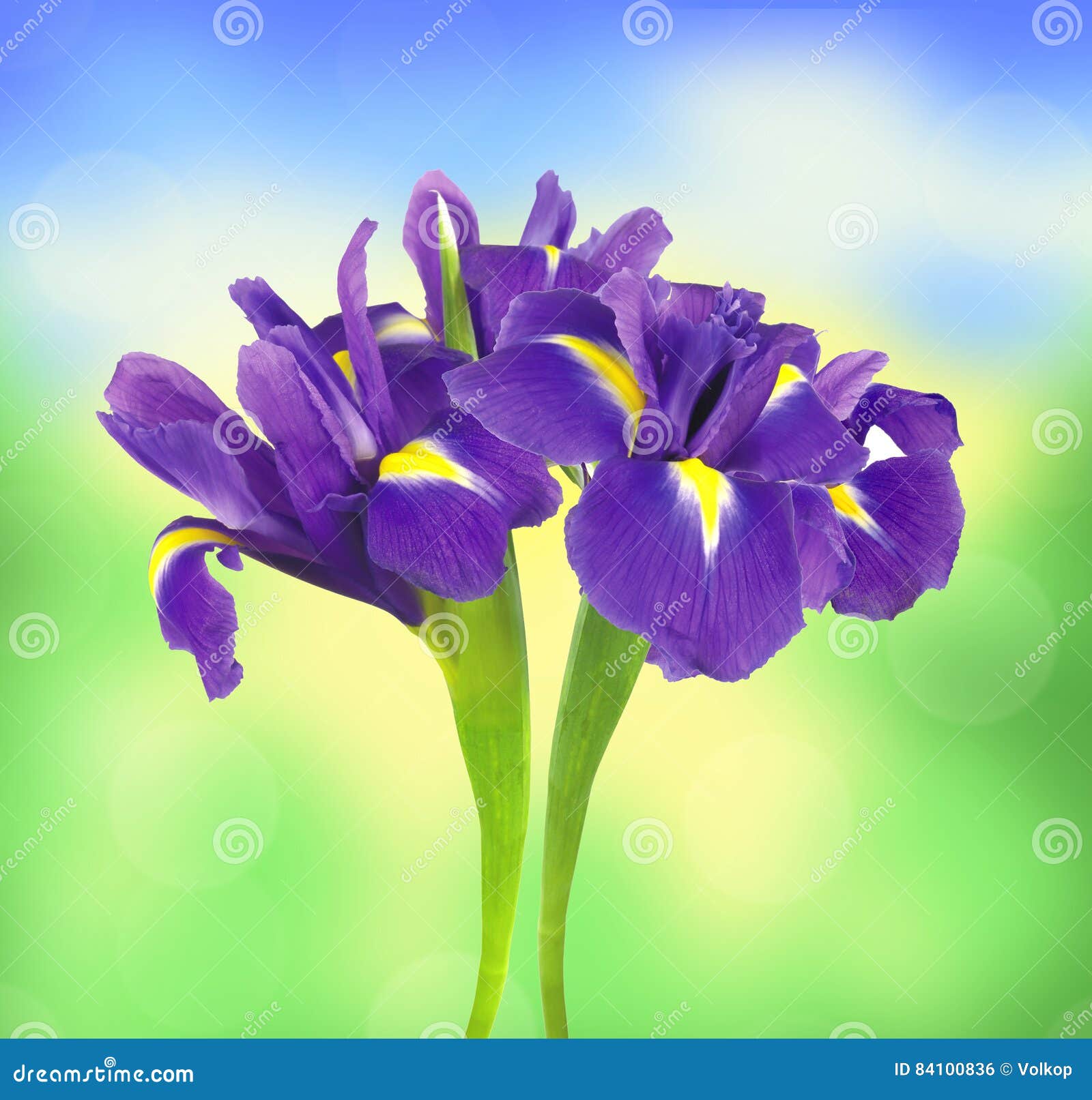 Beautiful Dark Purple Iris Flower Over Bright Nature Stock Photo ...