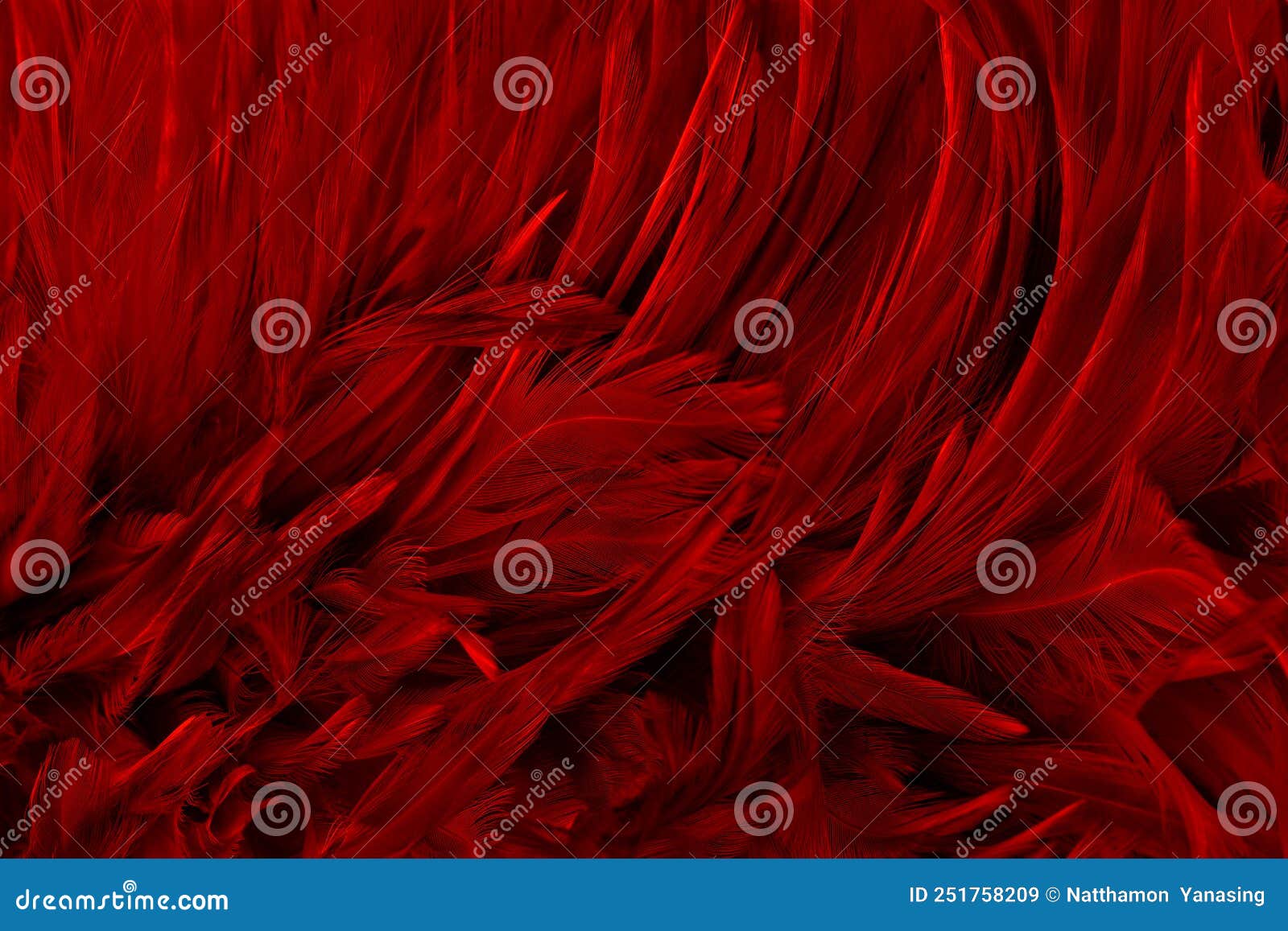 Beautiful Dark Red Bird Feathers Pattern Texture Background Stock Image ...