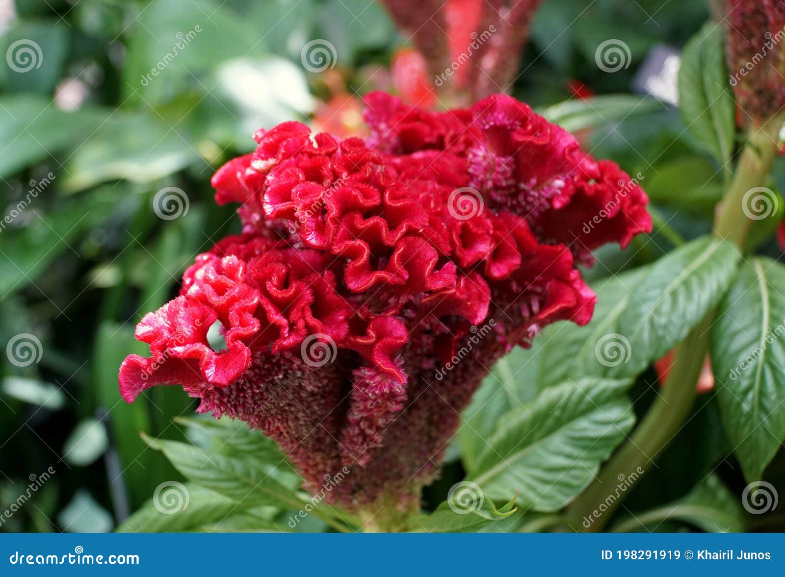 Dark Red Color of Cockscomb Stock Image - Image of cockscomb, beautiful ...