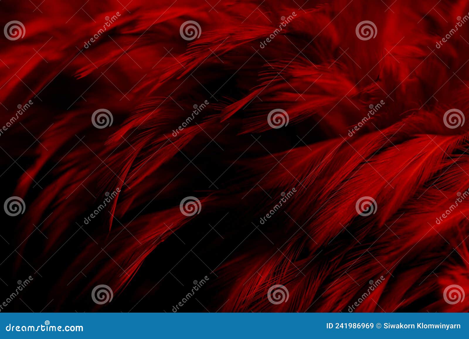 Beautiful Dark Red Feathers Texture on Black. Swan Feathers Background ...