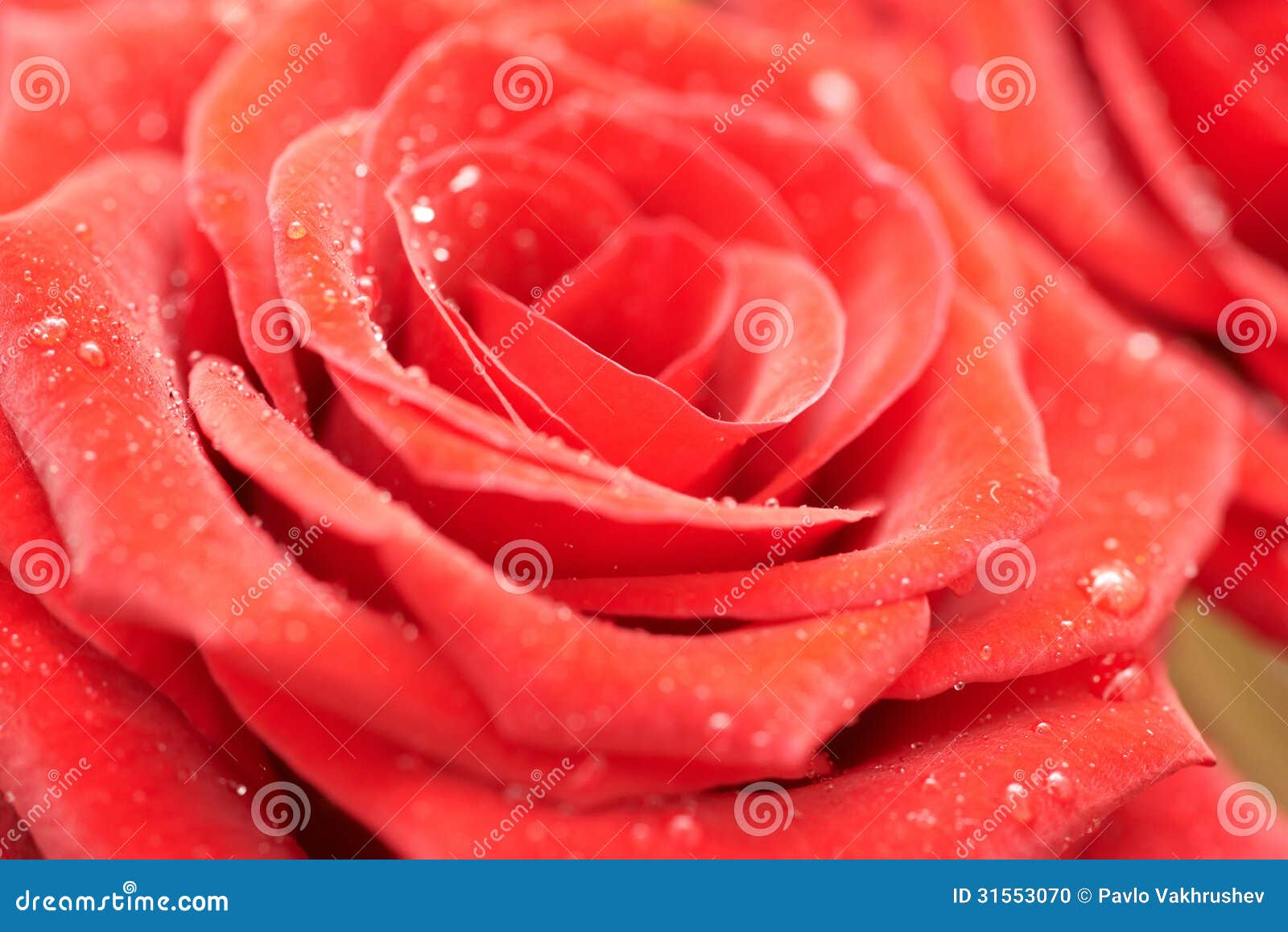 Beautiful dark red rose. stock photo. Image of color - 31553070