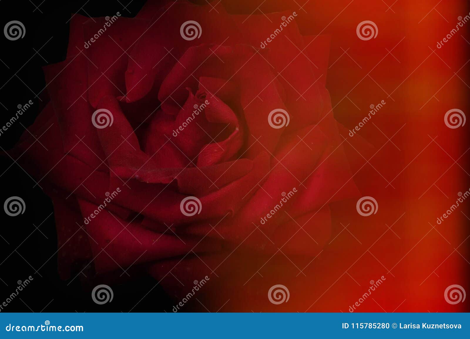 Beautiful dark red rose stock photo. Image of nature - 115785280