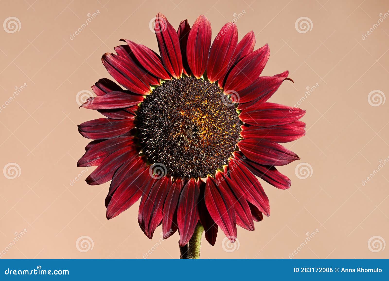 Beautiful Dark Red Sunflower Stock Photo - Image of beautiful, beauty ...