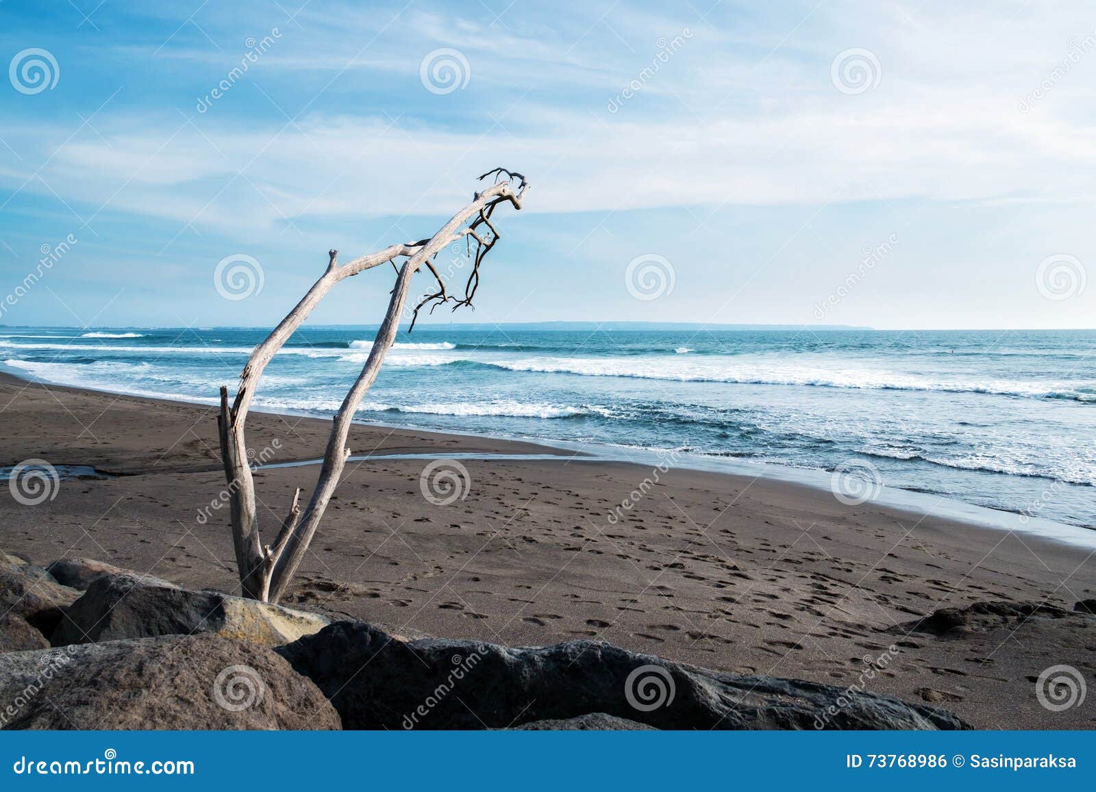 Beautiful Dark Sand Beach with Dead Tree, Beach Landscape Stock Photo ...