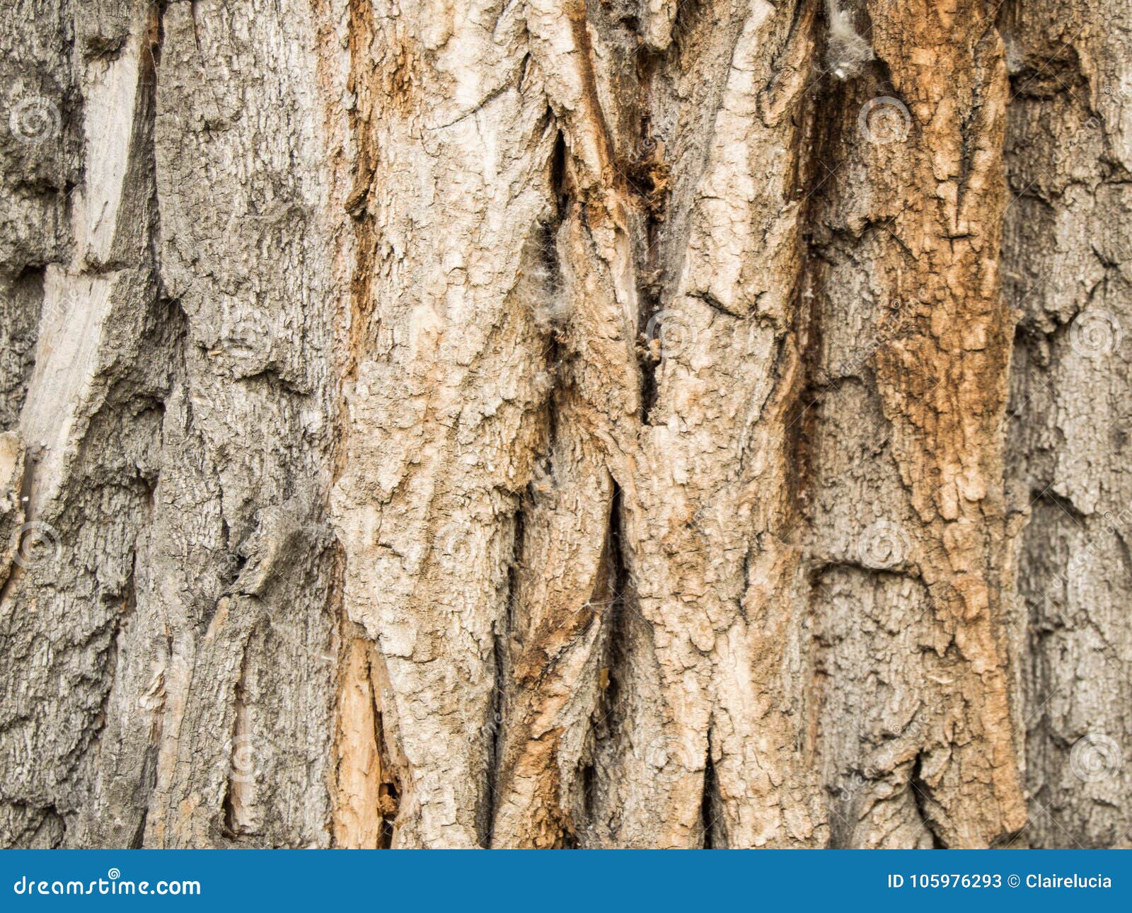 Beautiful Dark Texture of the Tree Bark, Background Stock Image - Image ...