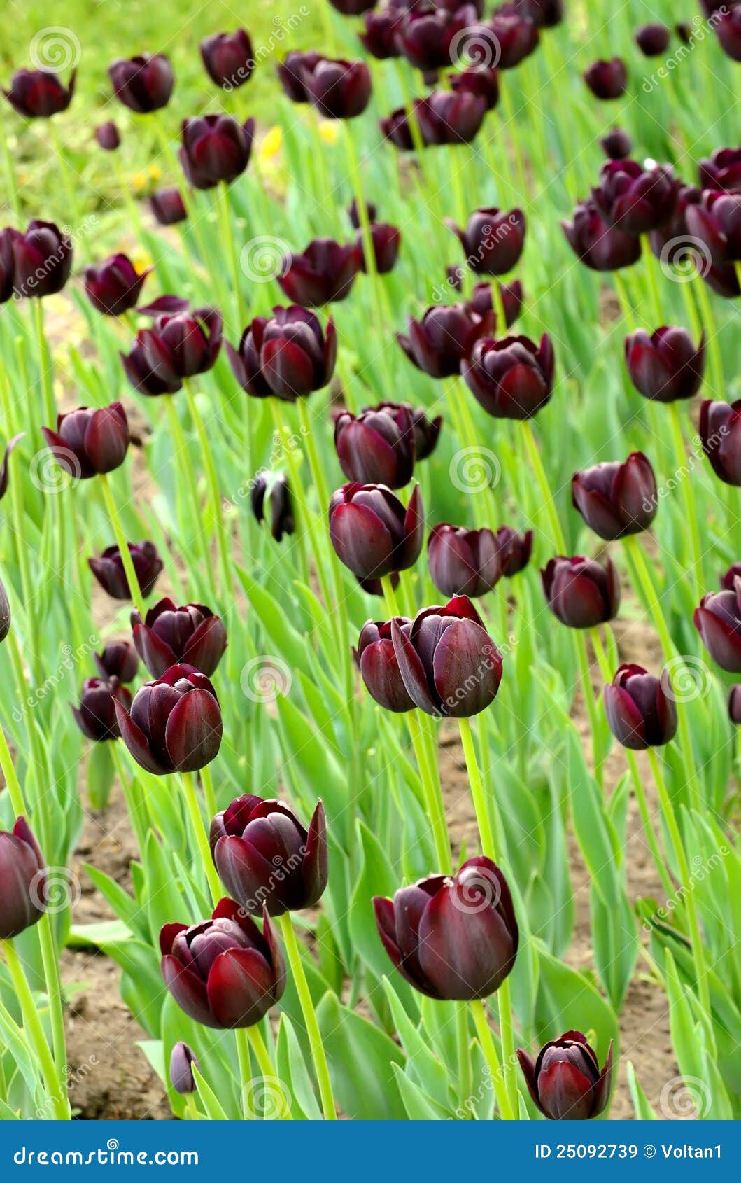 Beautiful dark tulip stock image. Image of event, floral - 25092739