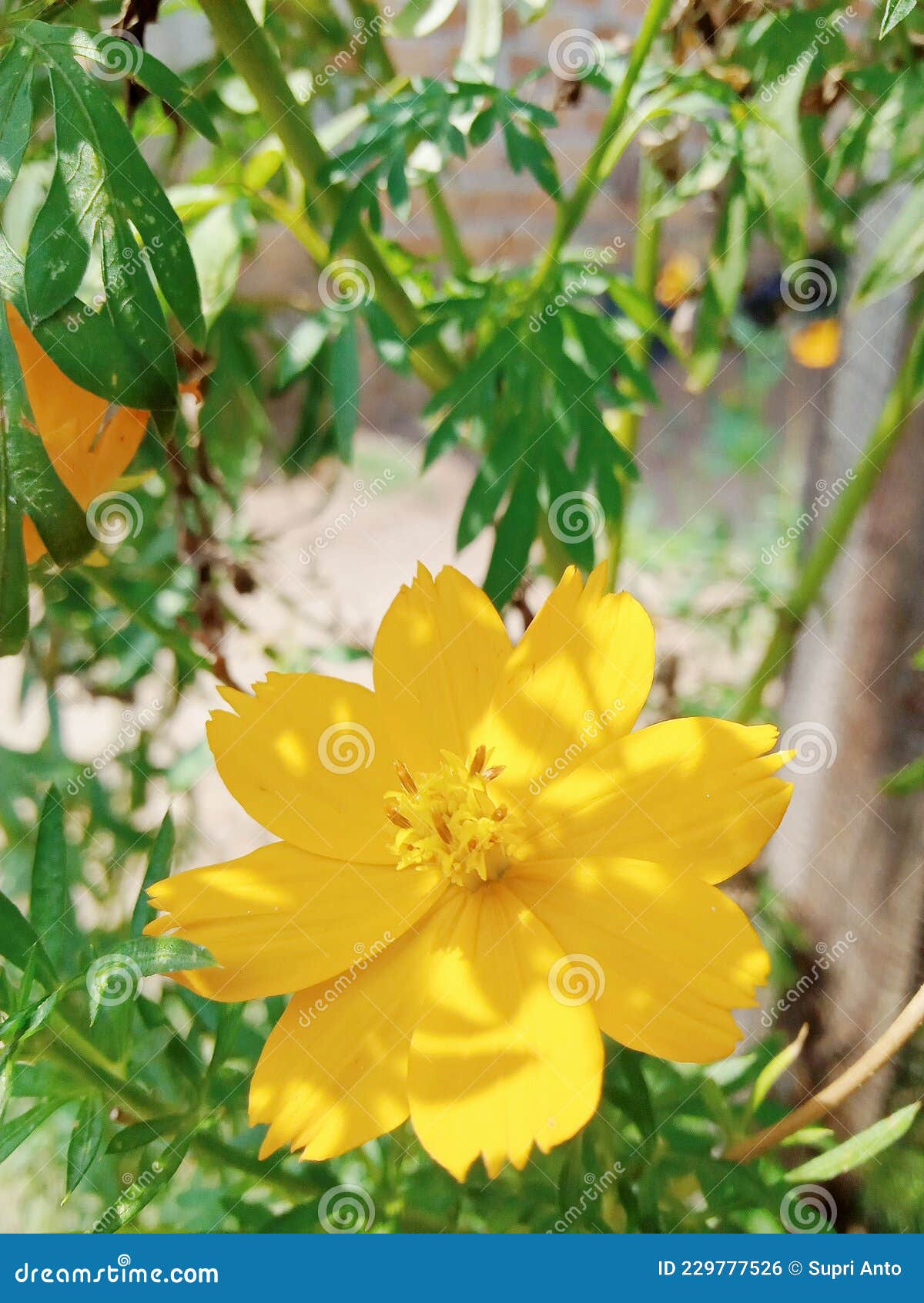 Beautiful Dark Yellow Cosmos Flower on Yellow Cosmos Flower Field ...
