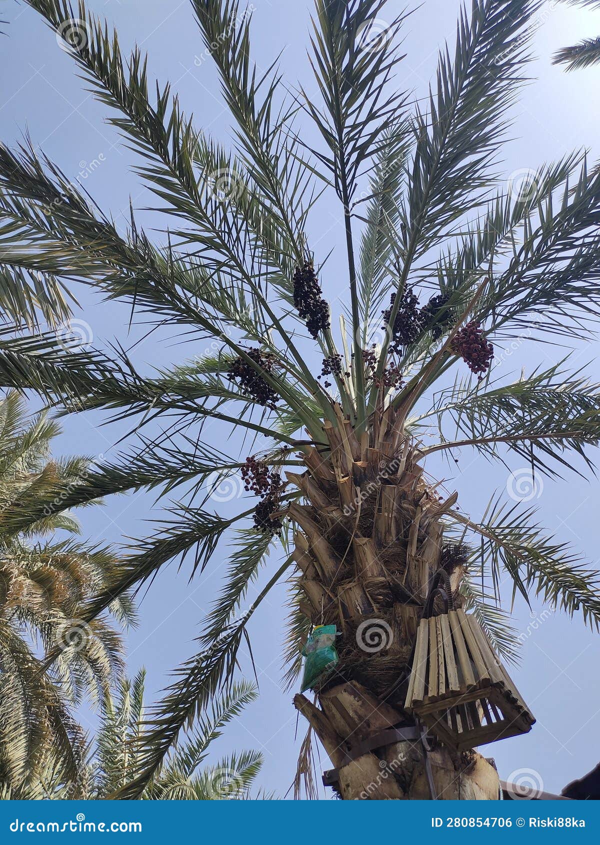 Beautiful Date-palm Tree Royalty-Free Stock Photo | CartoonDealer.com ...