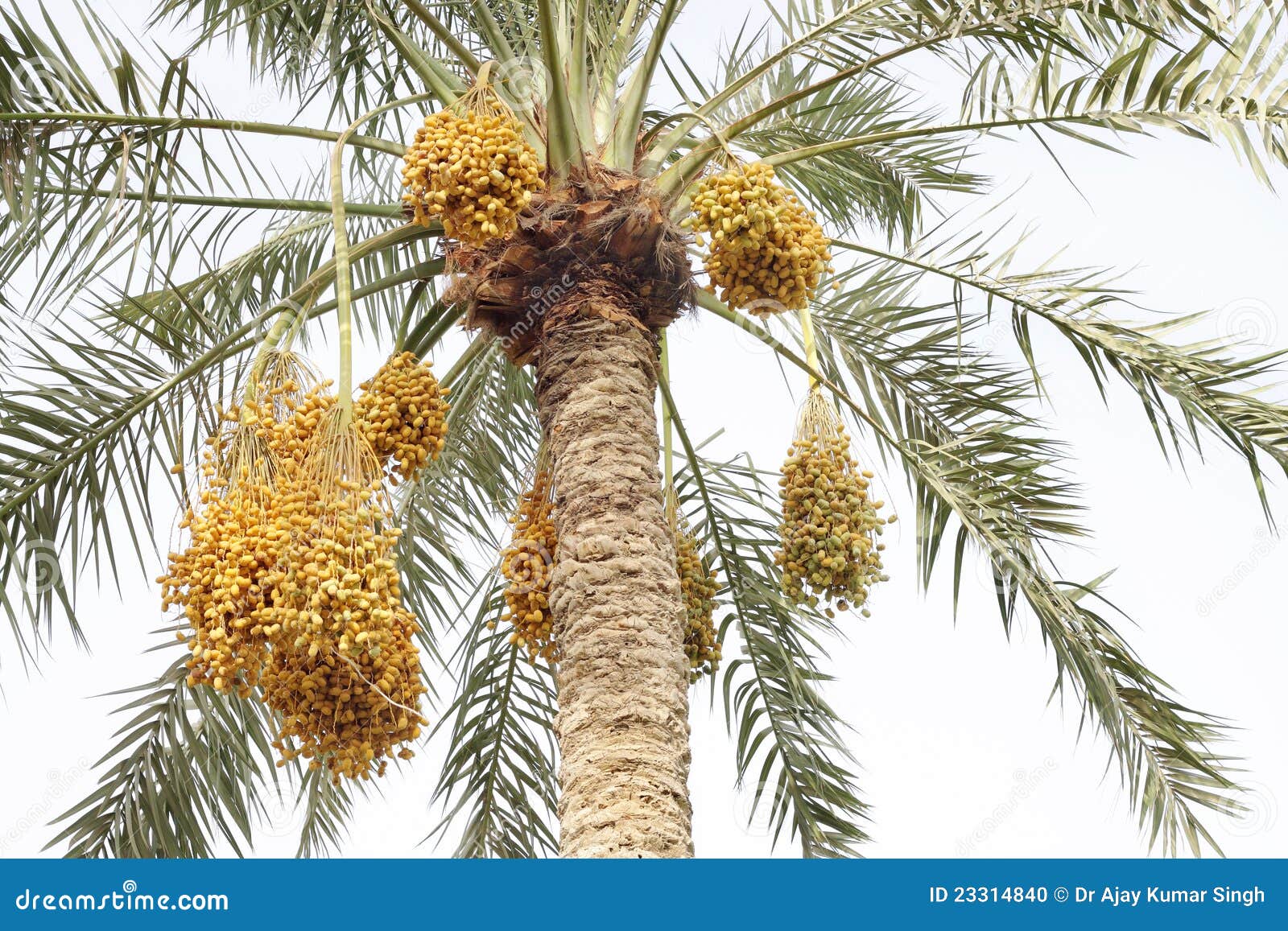 Beautiful Date Palm with Clusters of Dates Stock Photo - Image of ...
