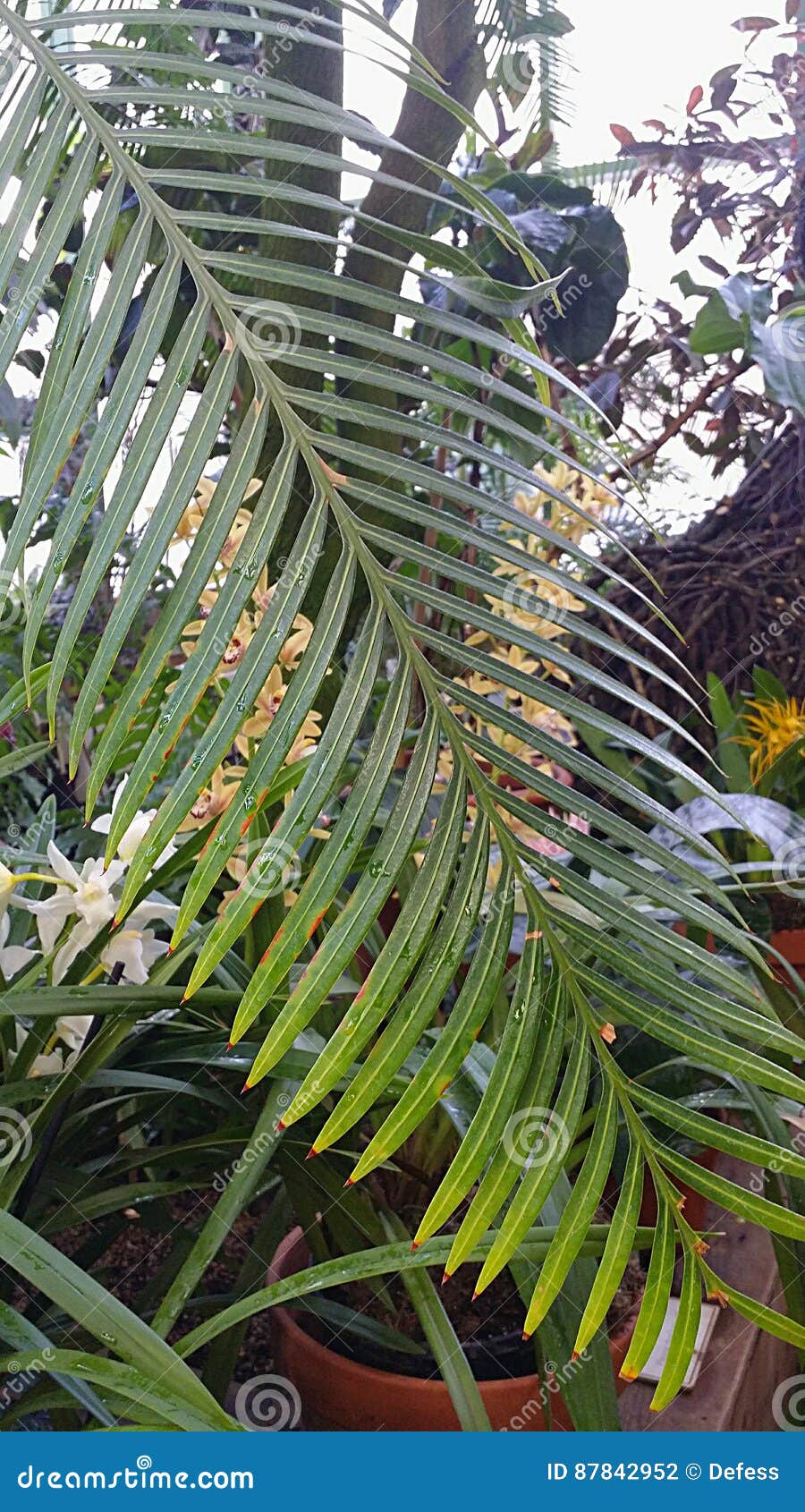 Beautiful date palm leaf. stock photo. Image of beautiful - 87842952