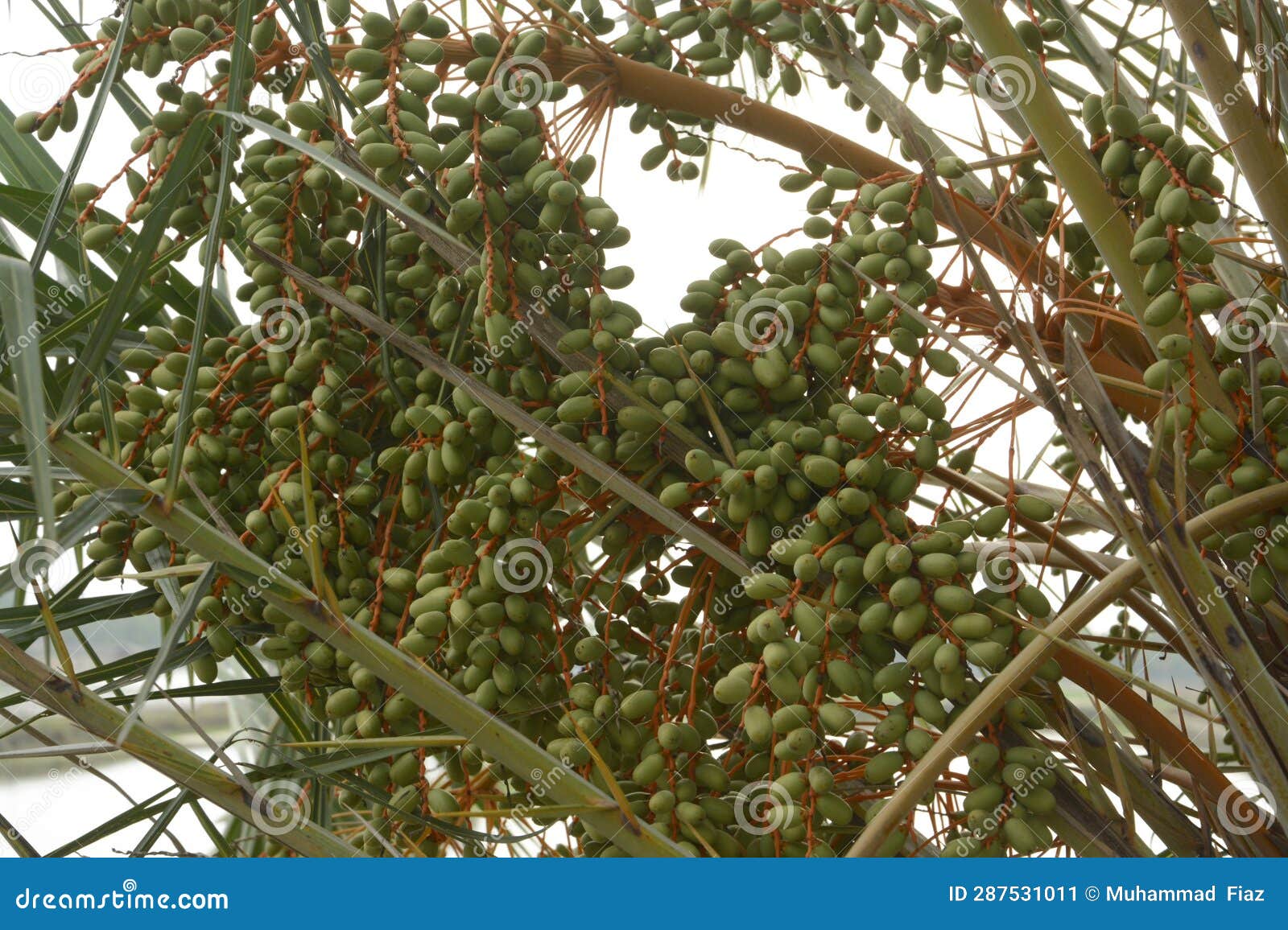 Beautiful Date Palm on Tree Stock Image - Image of spruce, berry: 287531011