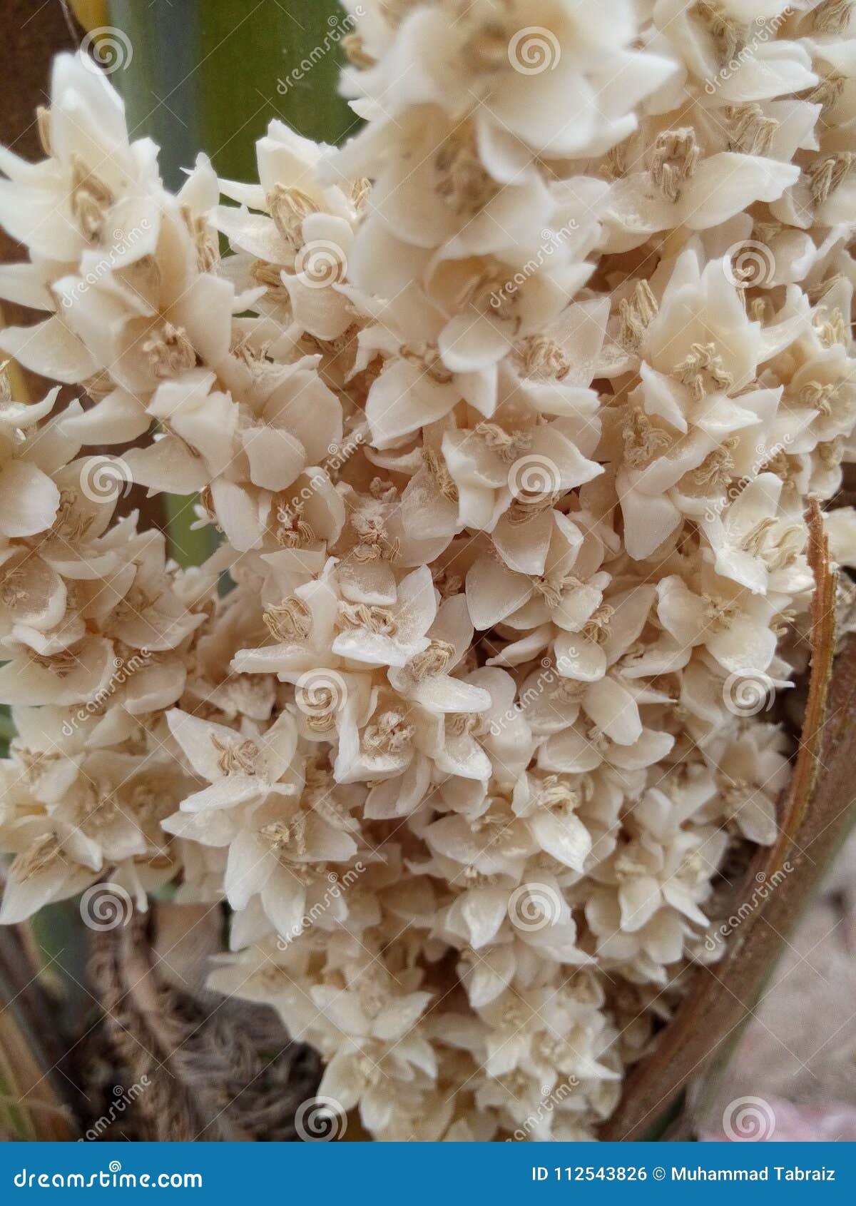 Dates flowers stock photo. Image of tree, dates, flowers - 112543826