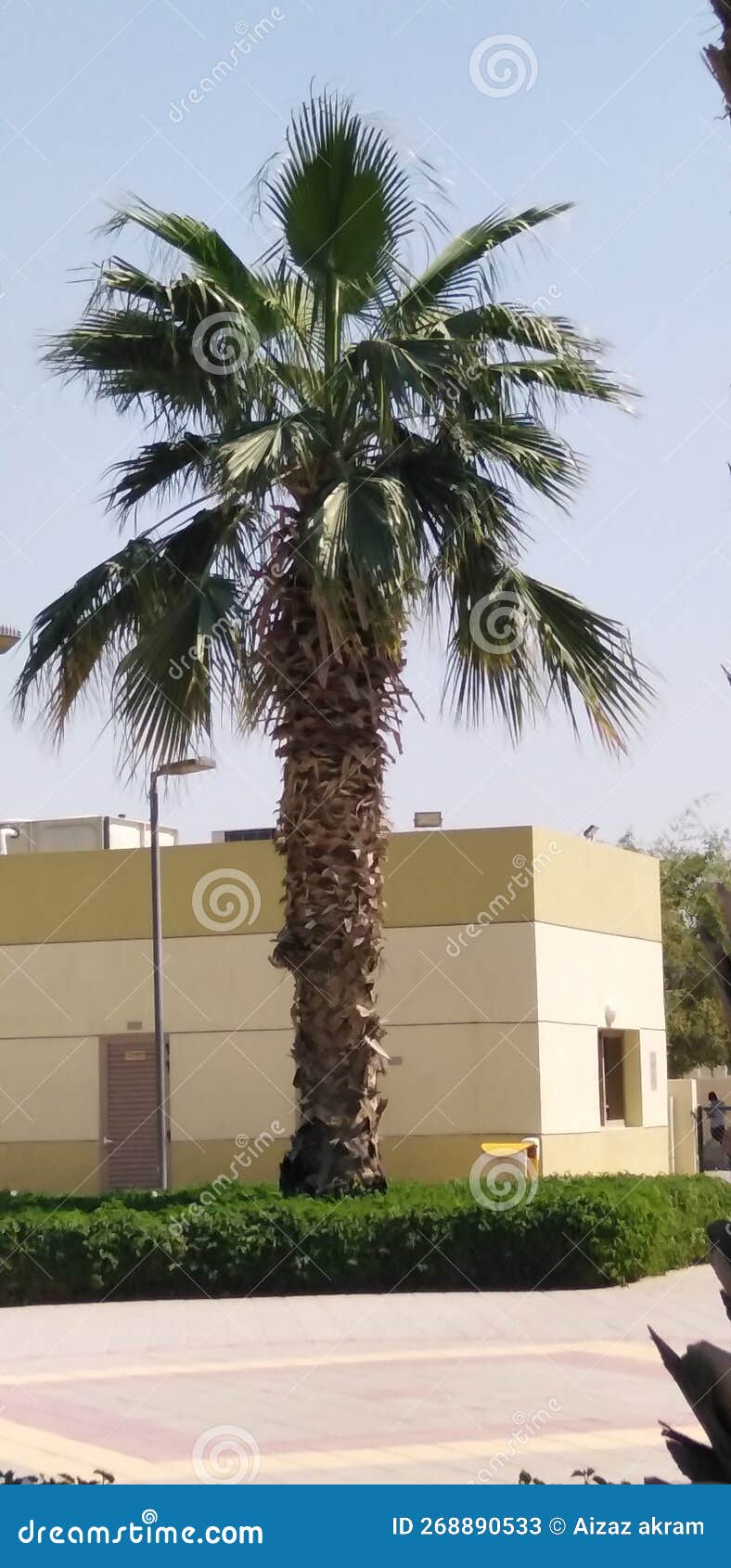 Beautiful Dates Tree Picture Stock Image - Image of vacation, leaf ...