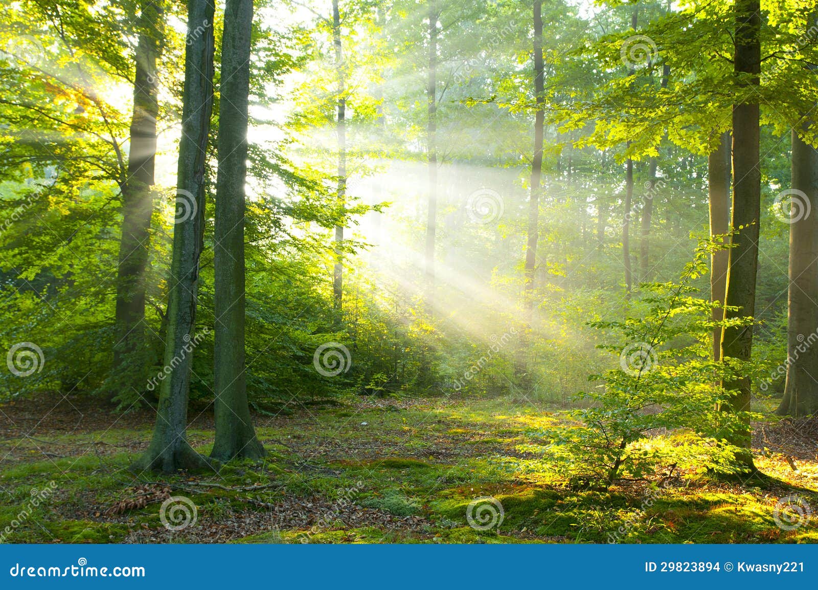 Forest dawn stock photo. Image of birch, beams, autumnal - 29823894