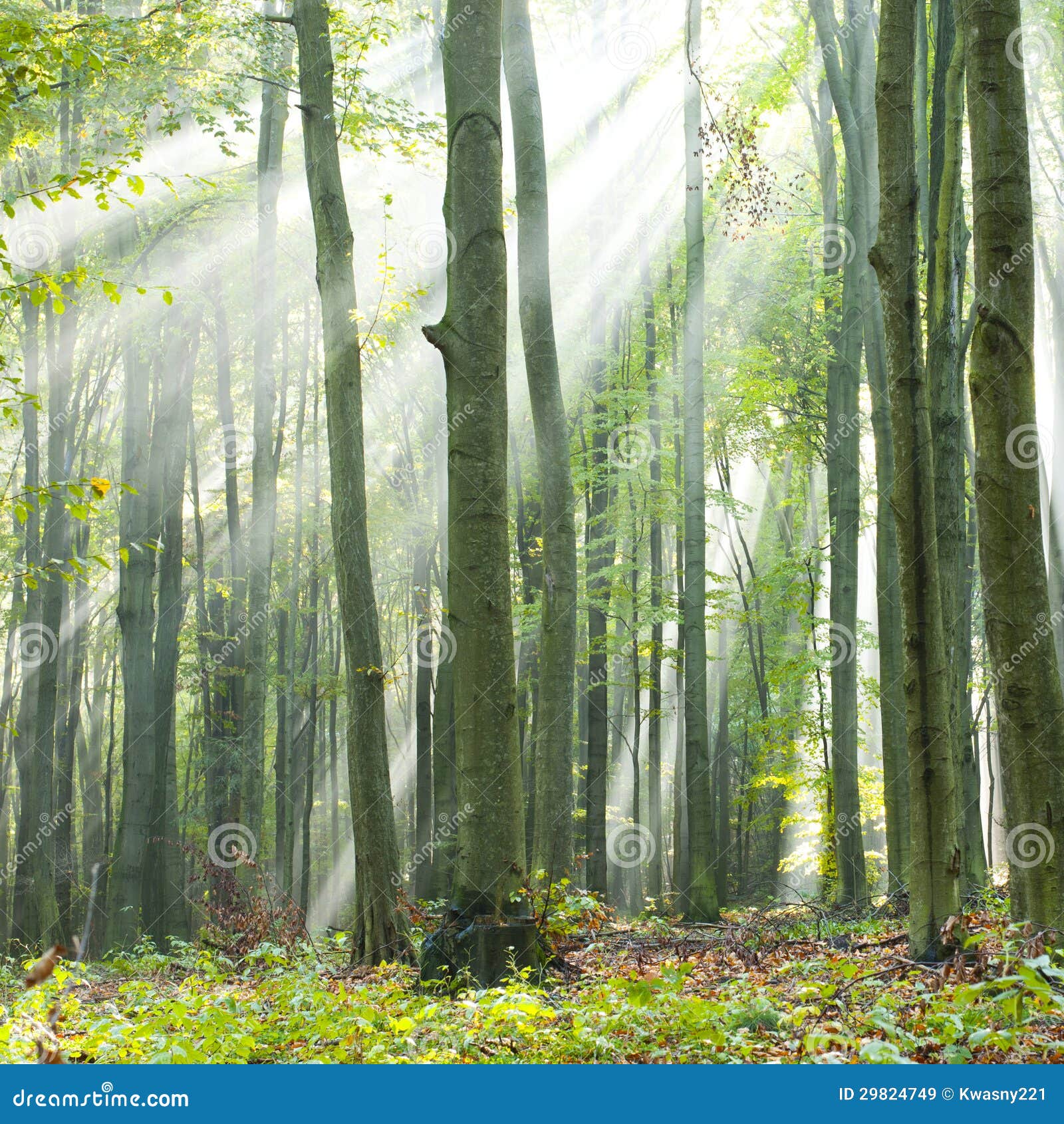 Morning in the forest stock image. Image of fresh, ecology - 29824749