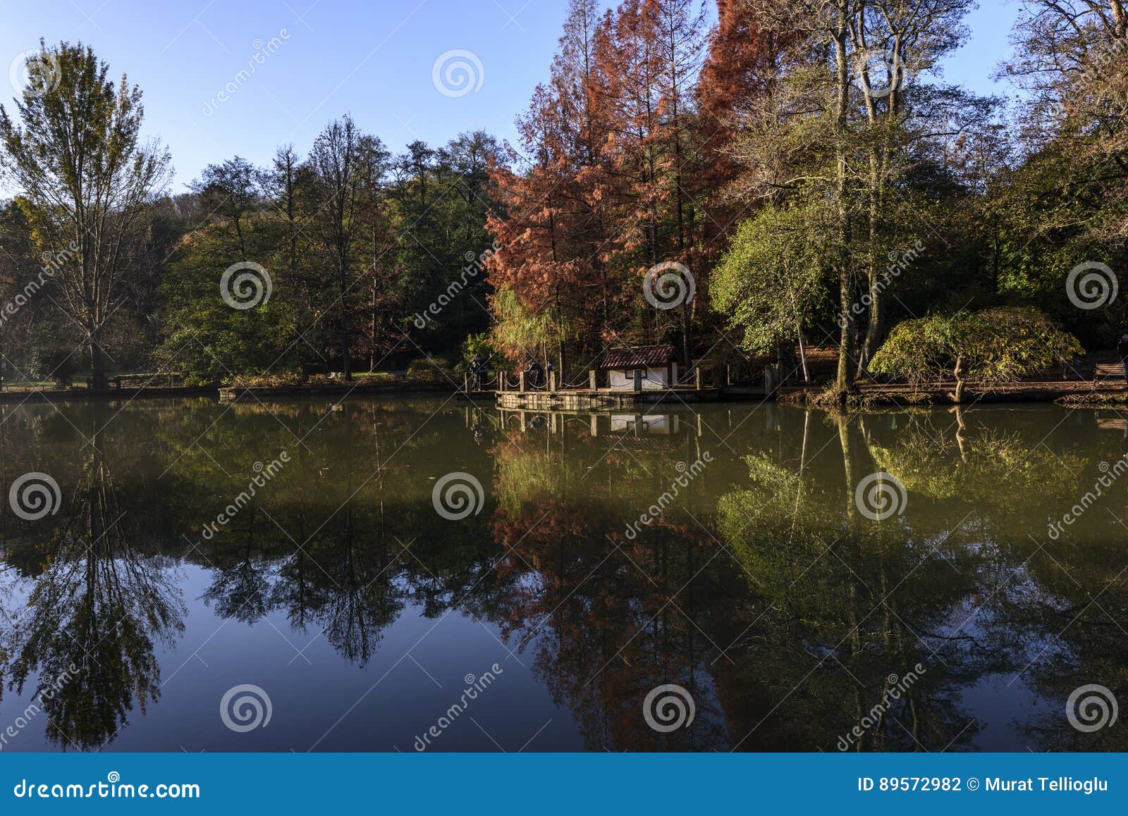 Beautiful Day in Forest, Trees Shadows on Lake Stock Photo - Image of ...