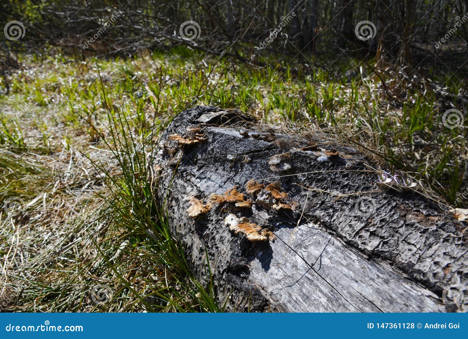 Fallen tree by the river stock photo. Image of crow - 147361128
