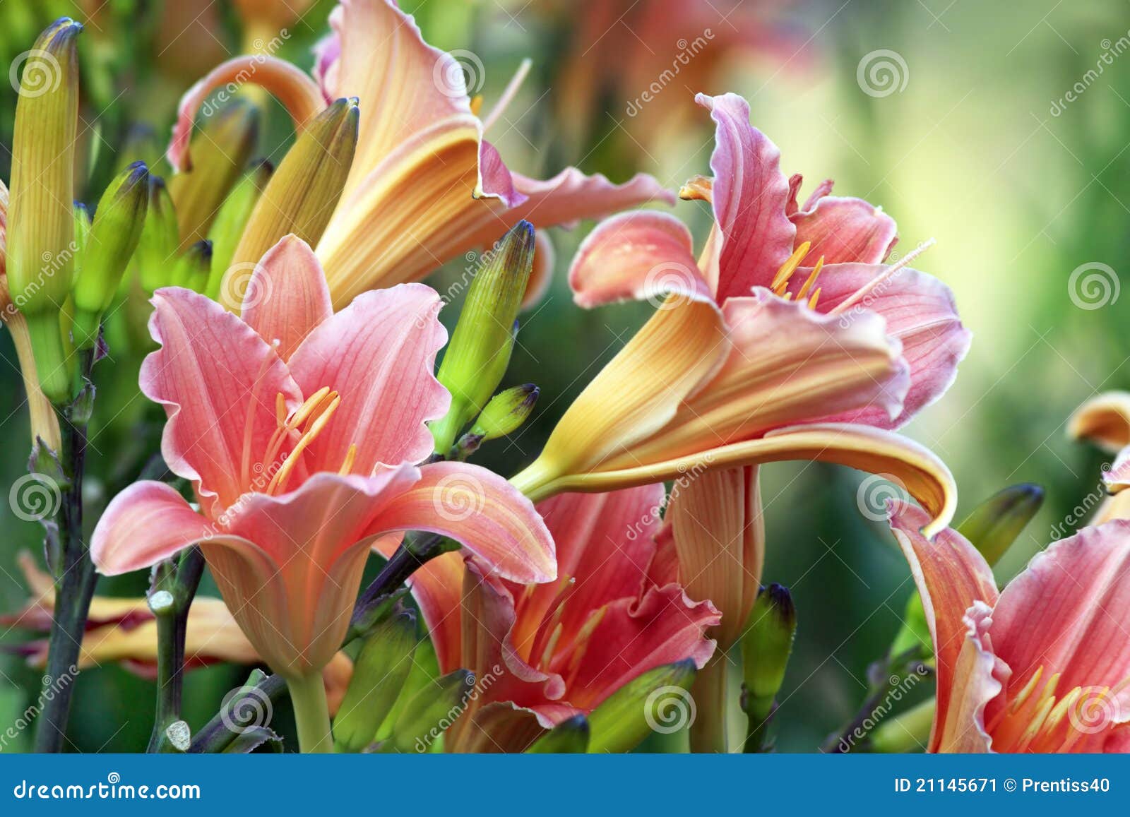 Beautiful day lilies stock image. Image of colors, leaves - 21145671