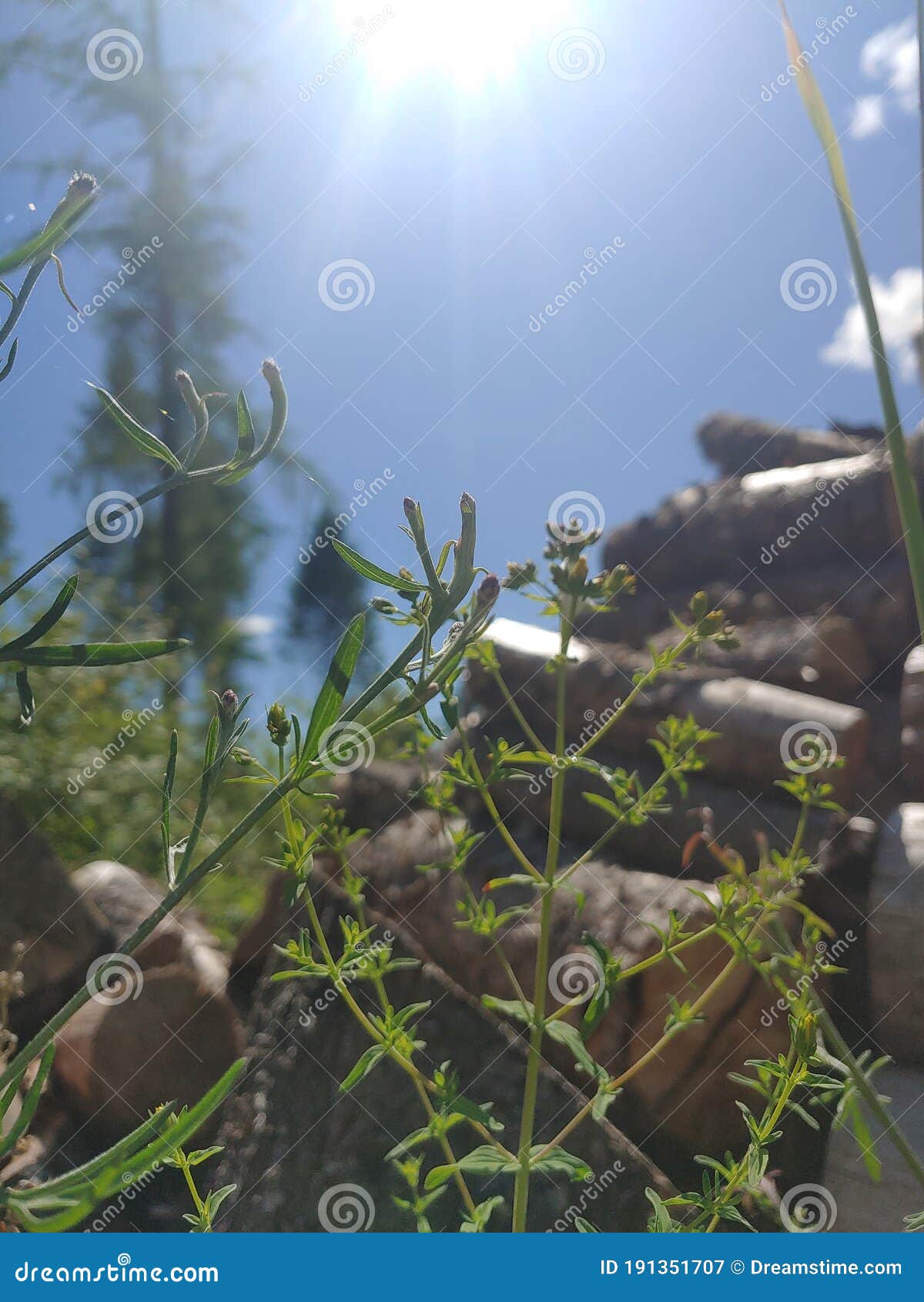 Beautiful day outside stock image. Image of blossom - 191351707