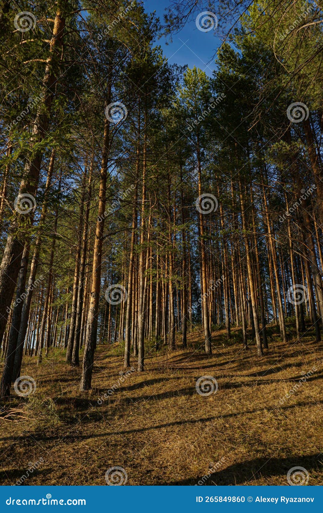 Beautiful Day in the Pine Forest Stock Photo - Image of spring, trees ...