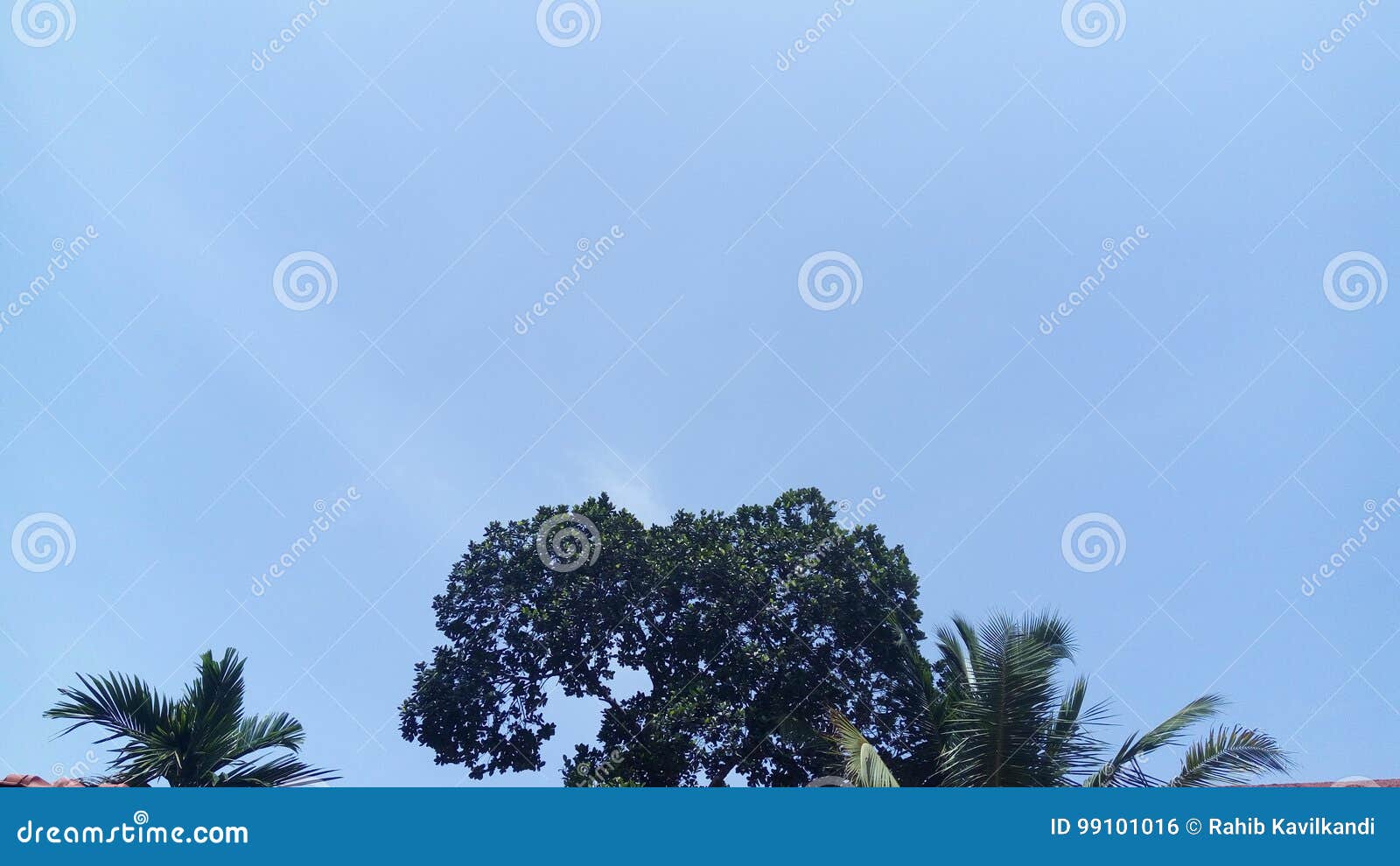 Beautiful day stock photo. Image of trees, daylight, beautiful - 99101016