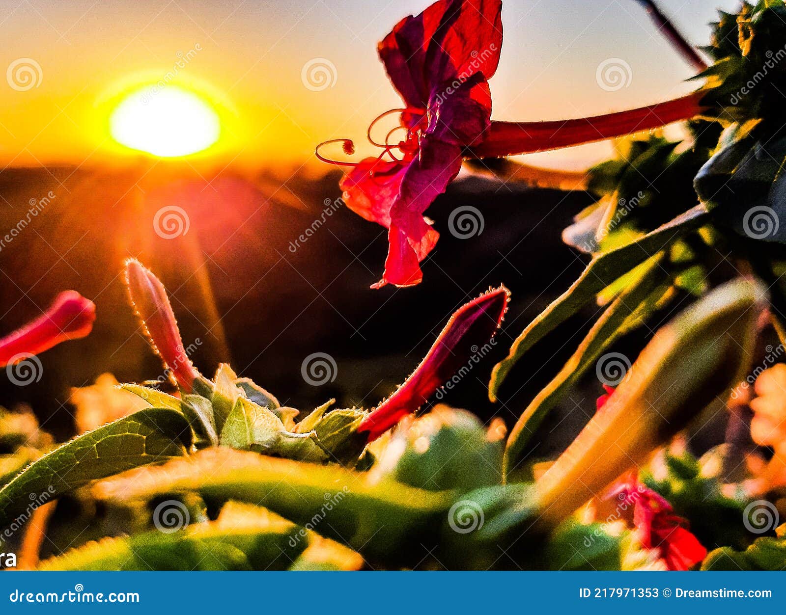 A Beautiful Day, a Wonderful Sun Stock Image - Image of spring, shrub ...