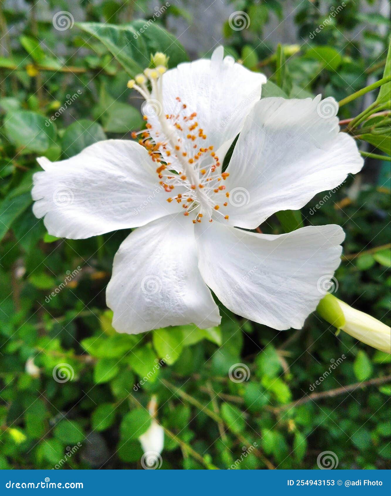 Beautiful and Dazzling Flower Wallpapers Blooming in Spring Stock Image ...