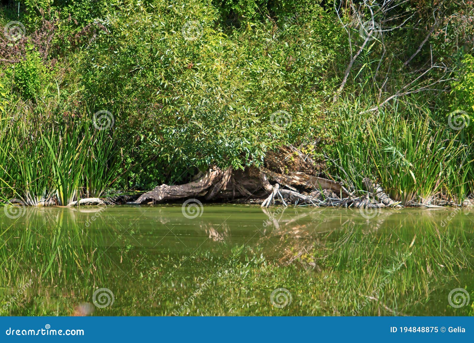 Beautiful Dead Fallen Tree and Its Reflection in the Water Stock Image ...