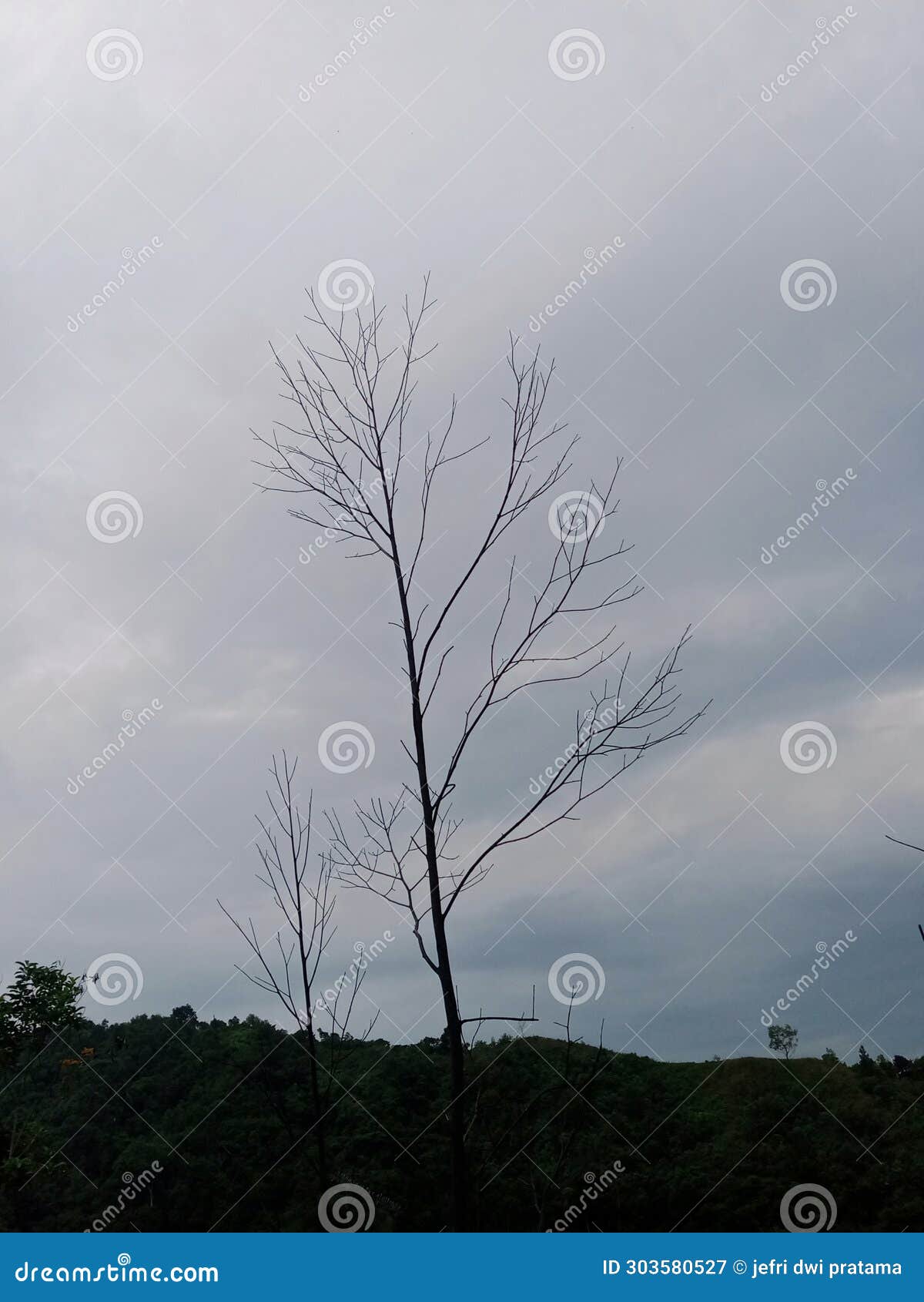 Beautiful Dead Tree in Asian Forest Stock Image - Image of asian, tree ...