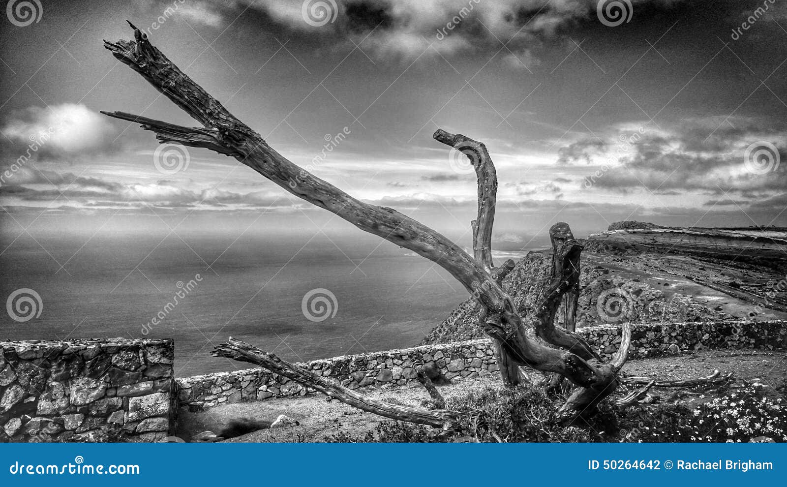 Beautiful dead tree stock photo. Image of wall, canary - 50264642