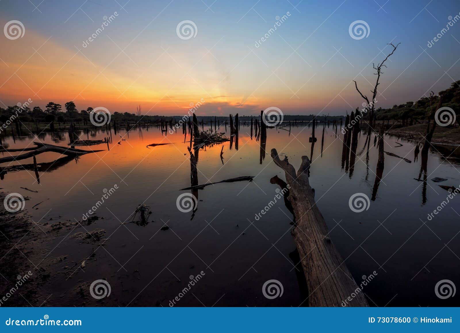 The Beautiful Dead Tree in Lake at Twilight Time Stock Photo - Image of ...