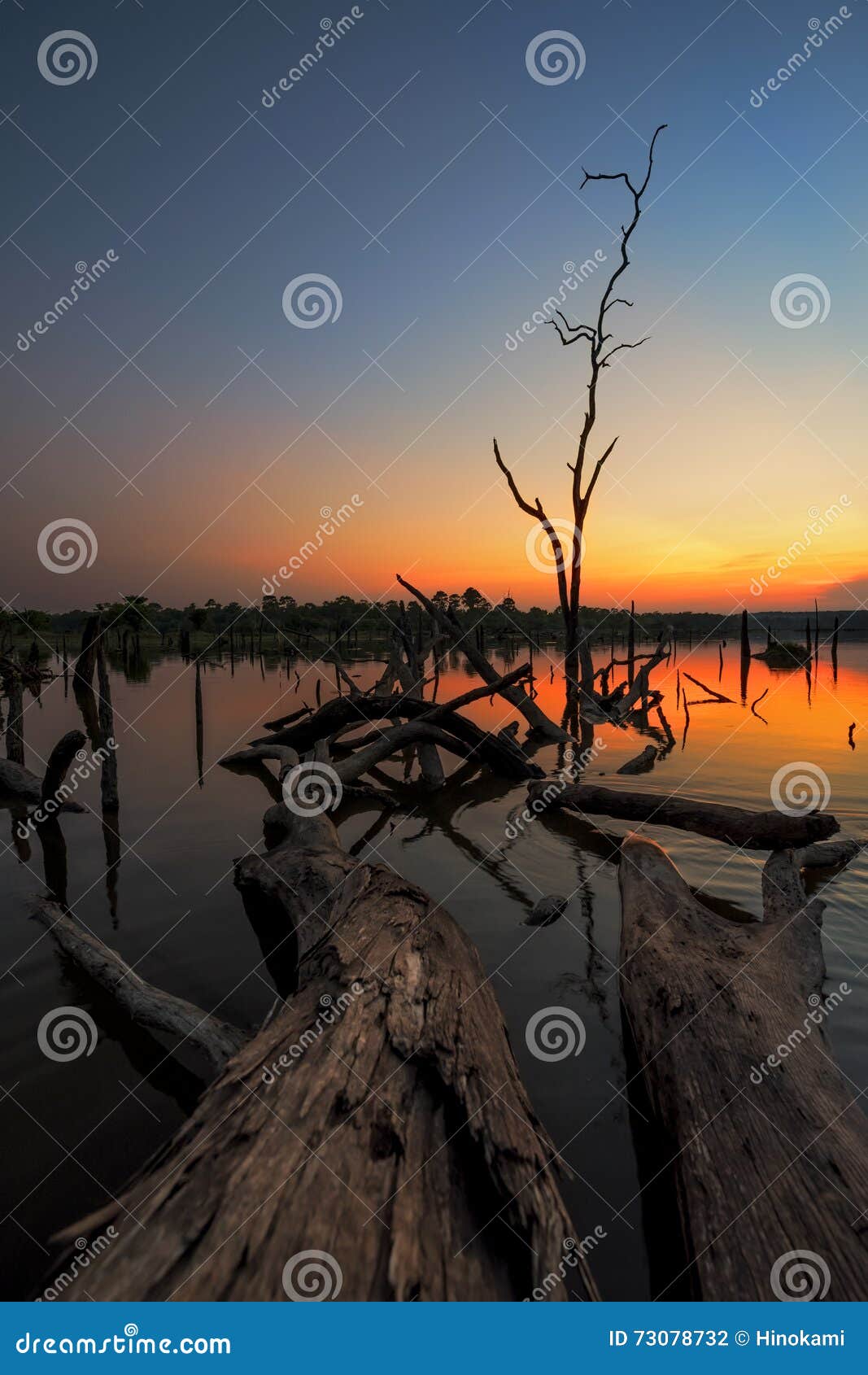 The Beautiful Dead Tree in Lake at Twilight Time Stock Photo - Image of ...