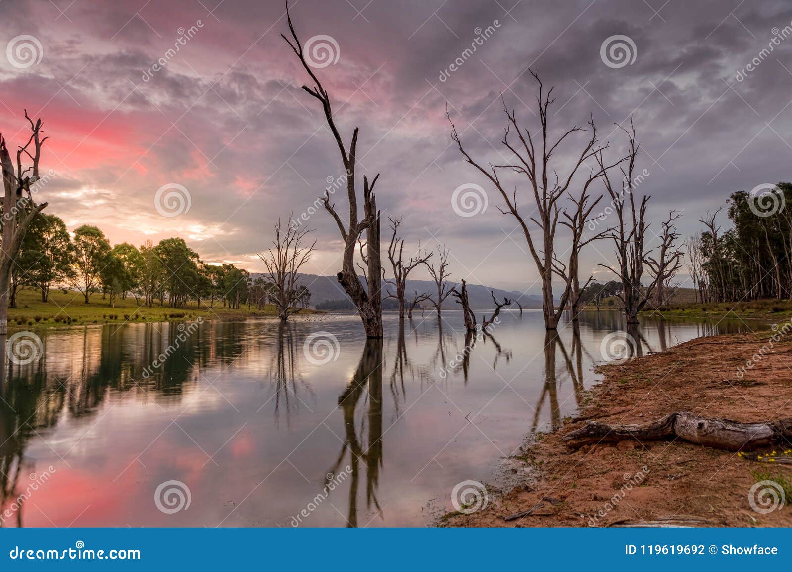 Beautiful Dead Trees Stand Steadfast in the Lake at Sunset Stock Photo ...