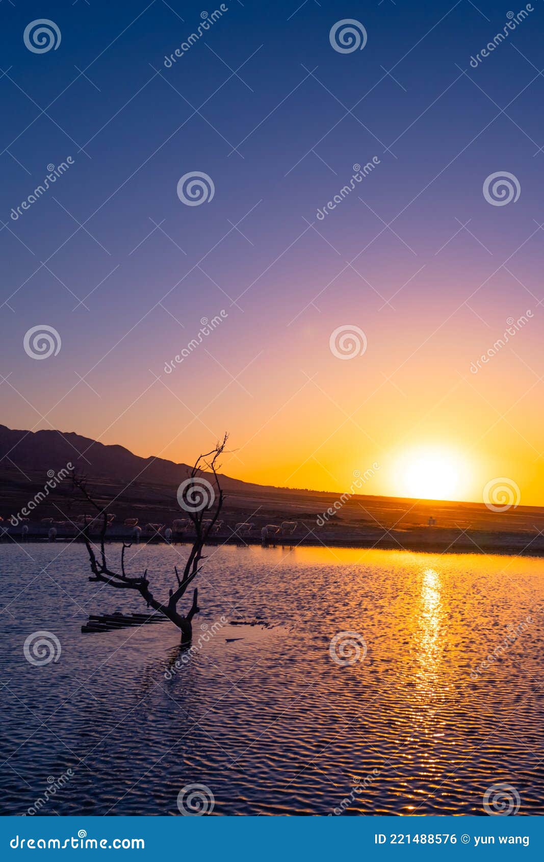 Beautiful Dead Trees and Sunset Stock Photo - Image of dead, horizon ...
